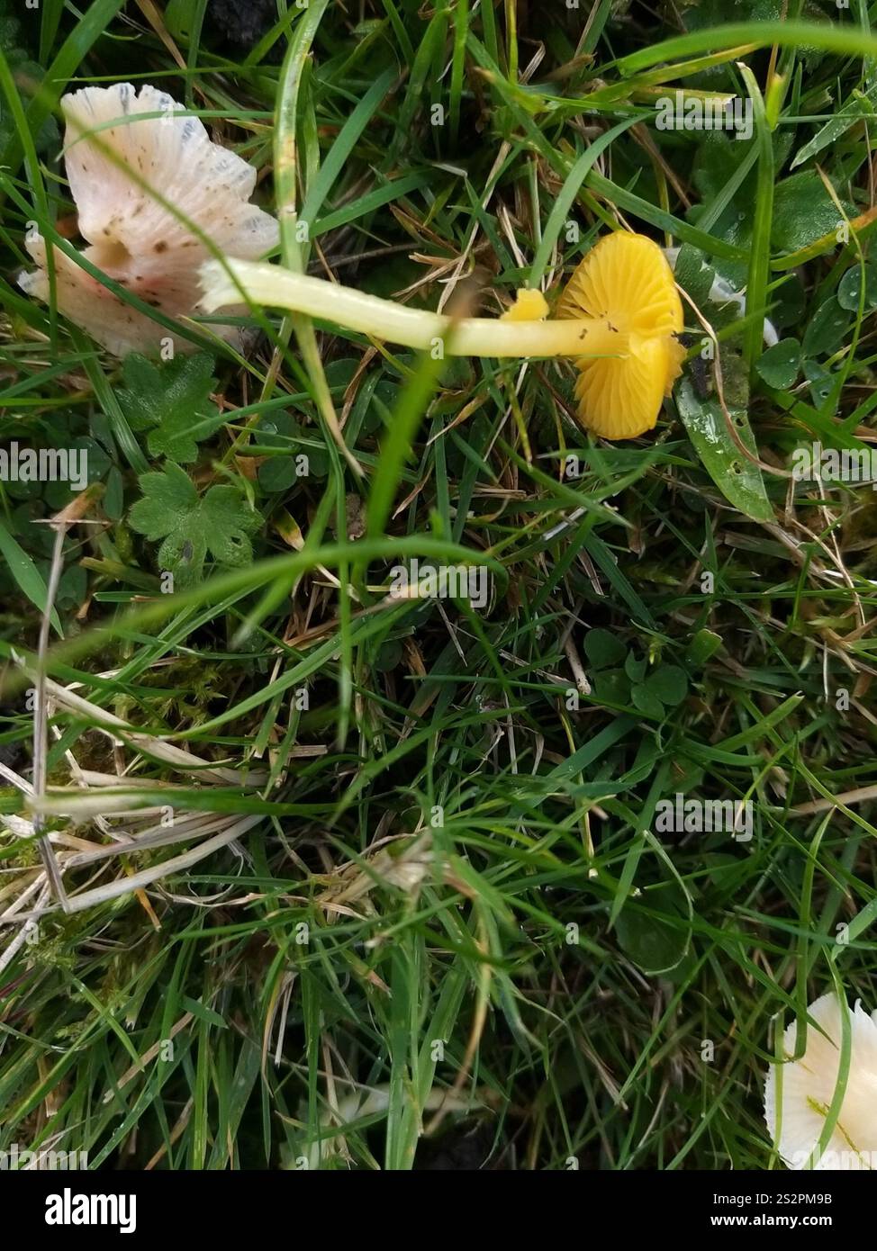Parrot Mushroom (Gliophorus psittacinus Stock Photo - Alamy