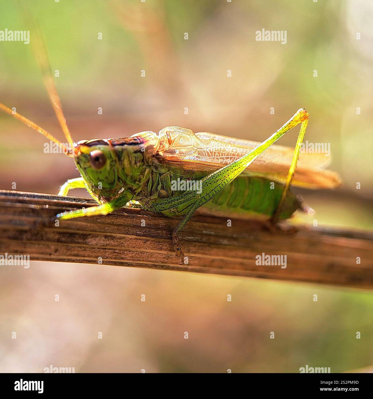 Long-winged Conehead (Conocephalus fuscus Stock Photo - Alamy
