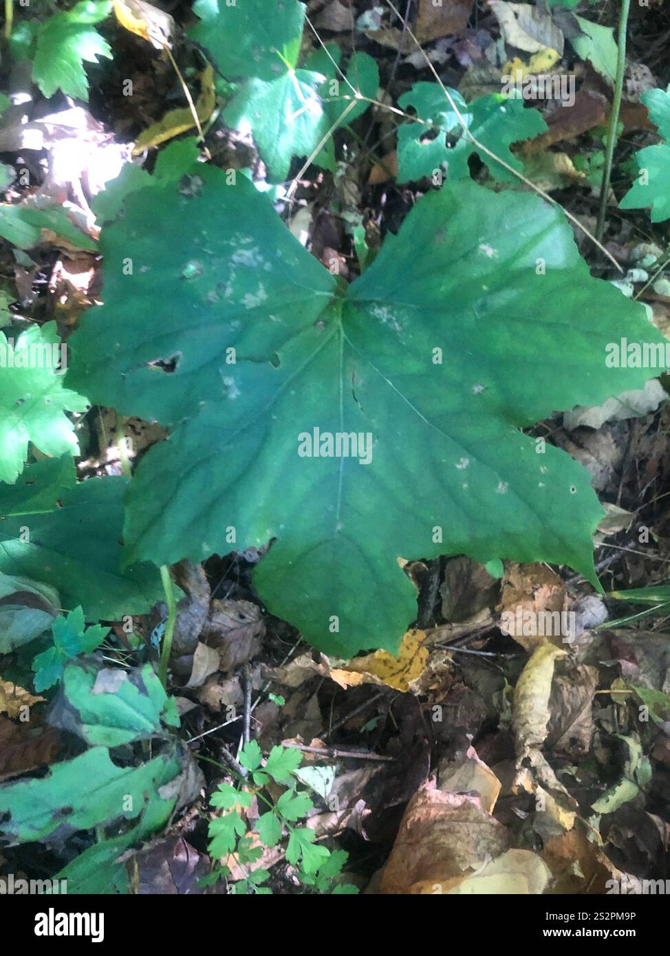 Broad-leaf Waterleaf (Hydrophyllum canadense Stock Photo - Alamy