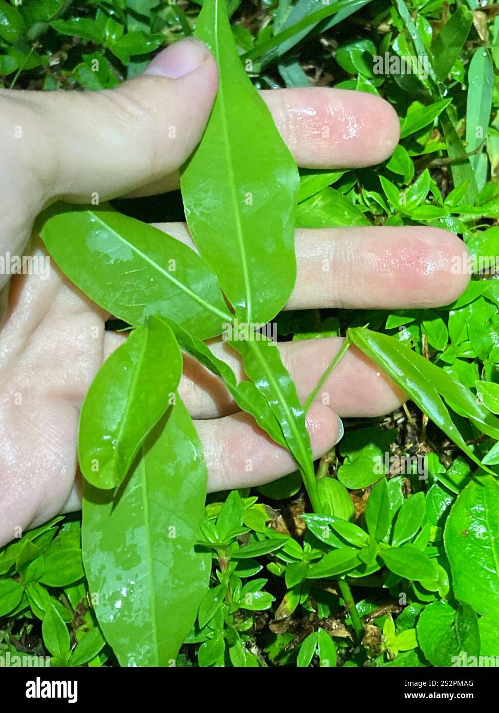 Genip (Melicoccus bijugatus Stock Photo - Alamy