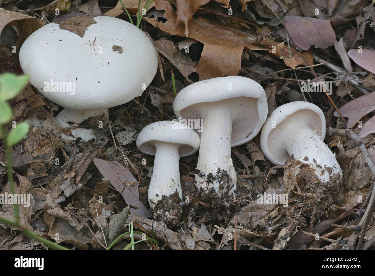 robust clitocybe (Clitocybe robusta Stock Photo - Alamy