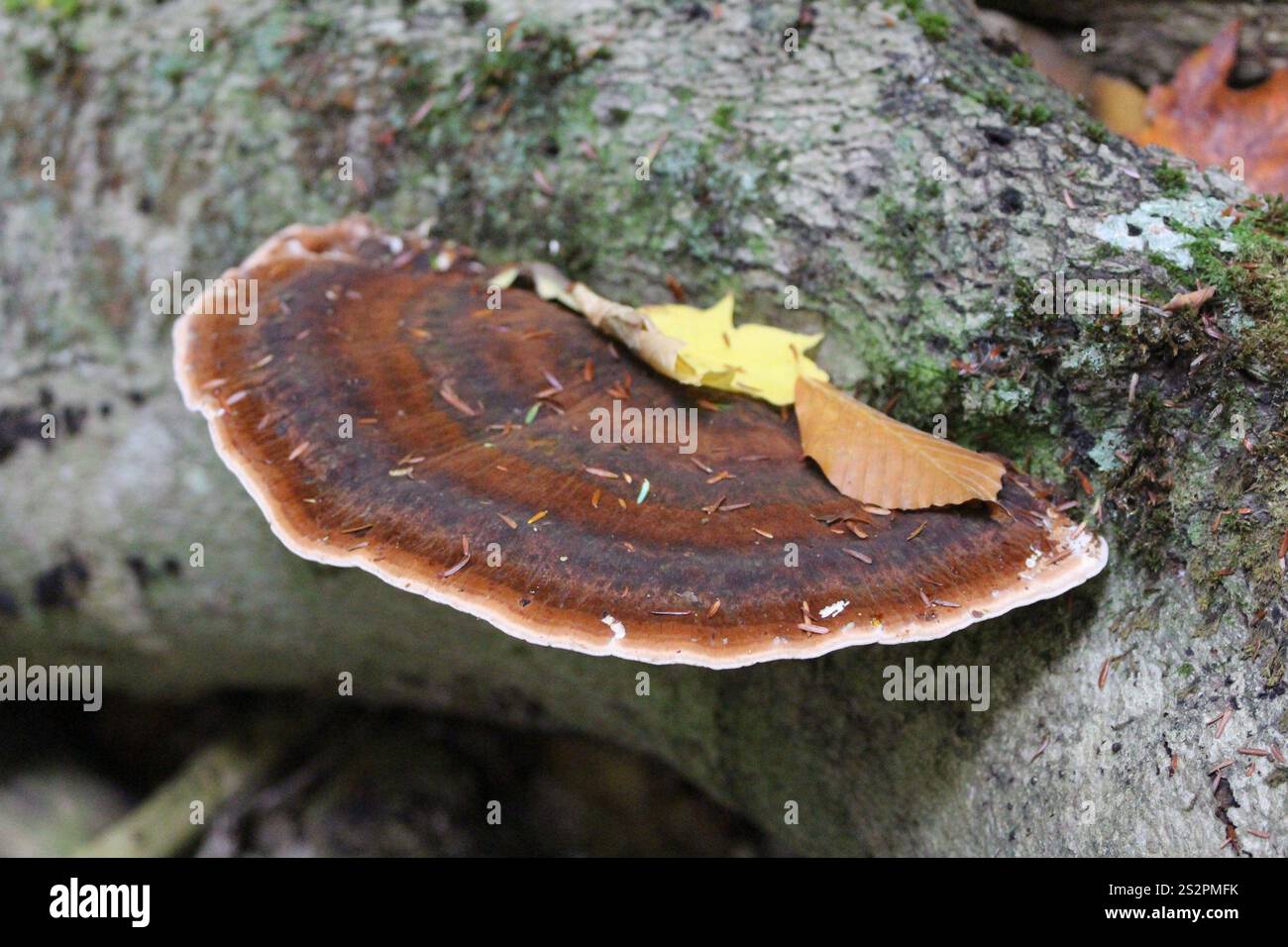 Resinous Polypore (Ischnoderma resinosum Stock Photo - Alamy