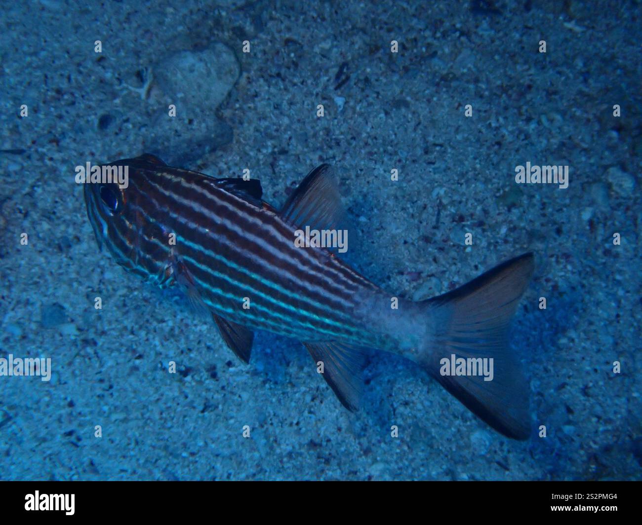 Tiger Cardinalfish (Cheilodipterus macrodon Stock Photo - Alamy