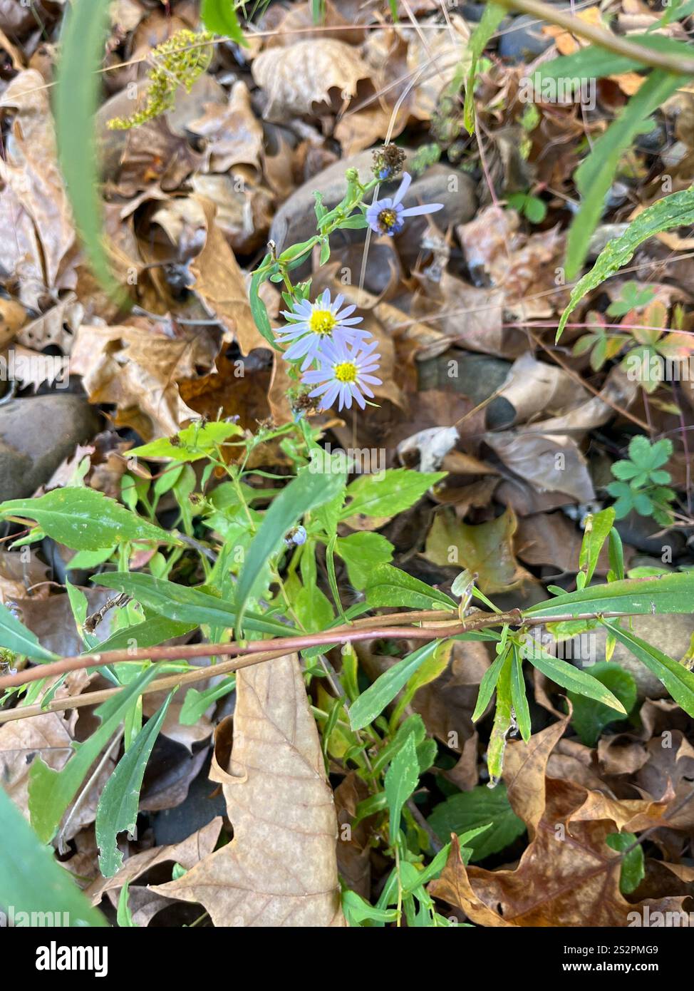 smooth blue aster (Symphyotrichum laeve Stock Photo - Alamy