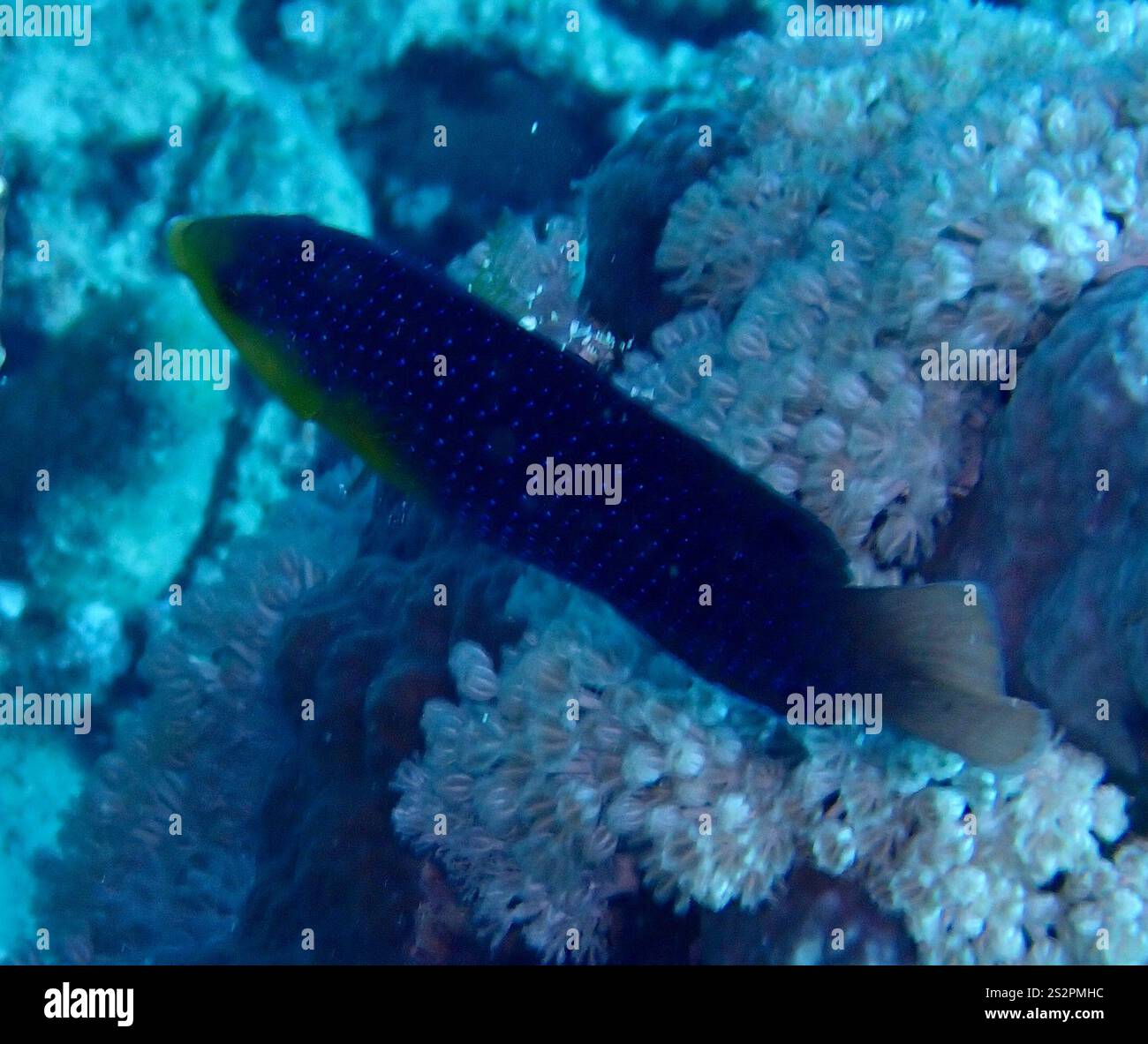 Yellowbreast Wrasse (Anampses twistii Stock Photo - Alamy