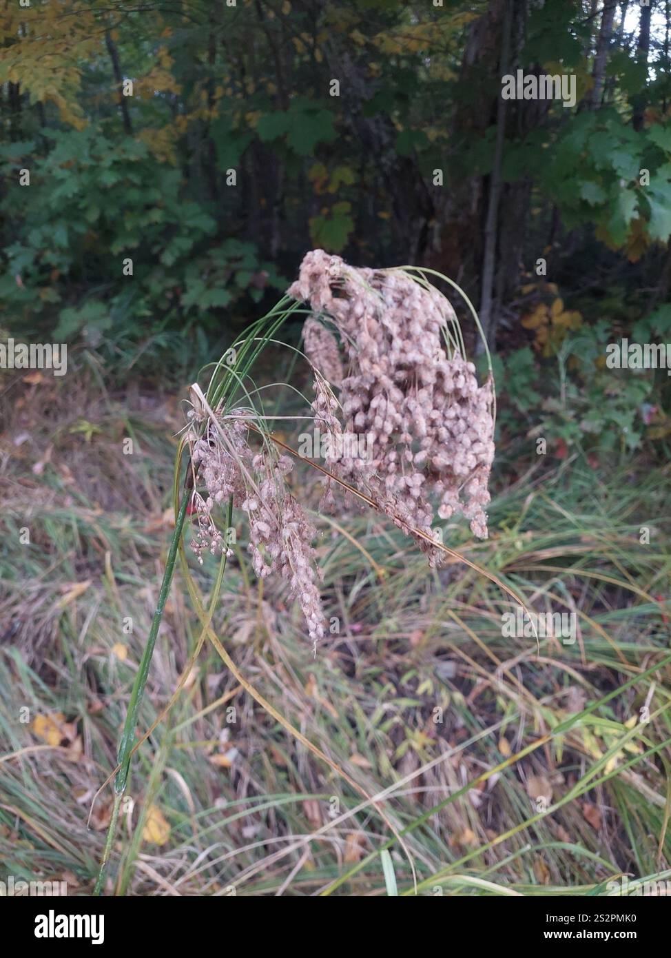 woolgrass (Scirpus cyperinus Stock Photo - Alamy