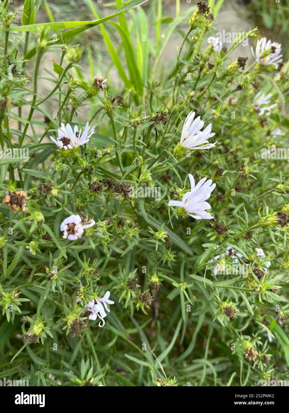 Pacific Aster (Symphyotrichum chilense Stock Photo - Alamy
