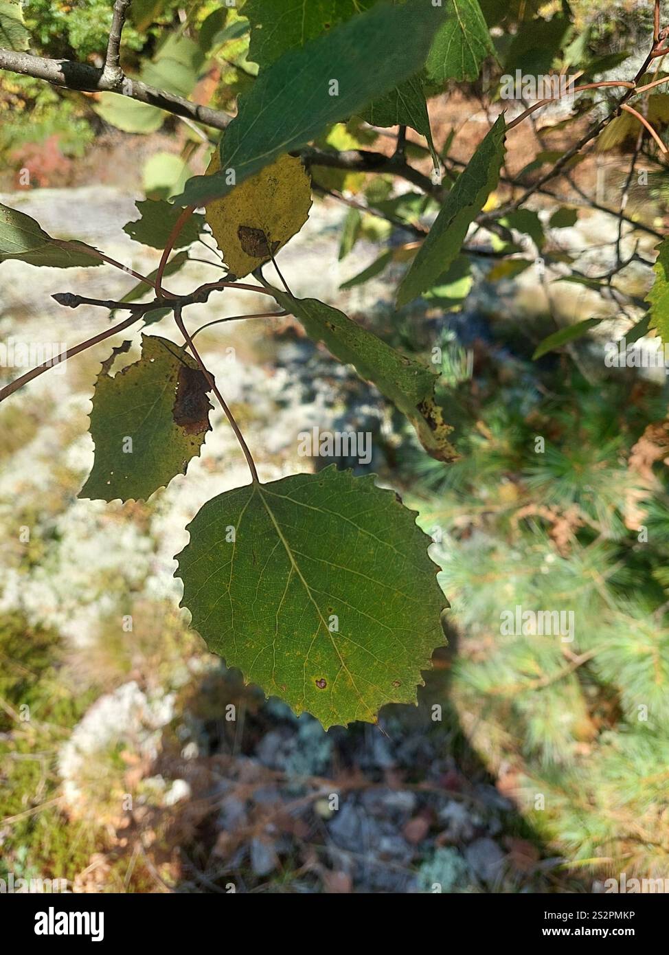 bigtooth aspen (Populus grandidentata Stock Photo - Alamy