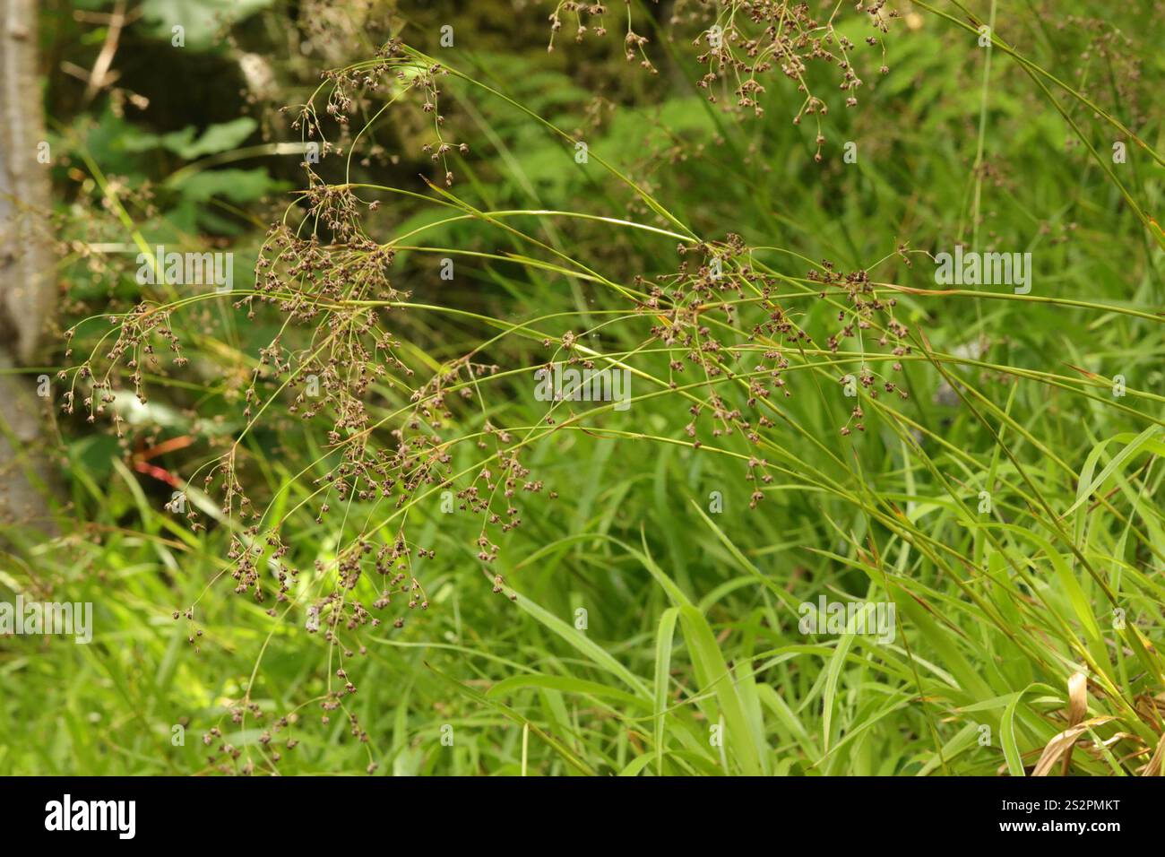 Great Woodrush (Luzula sylvatica Stock Photo - Alamy