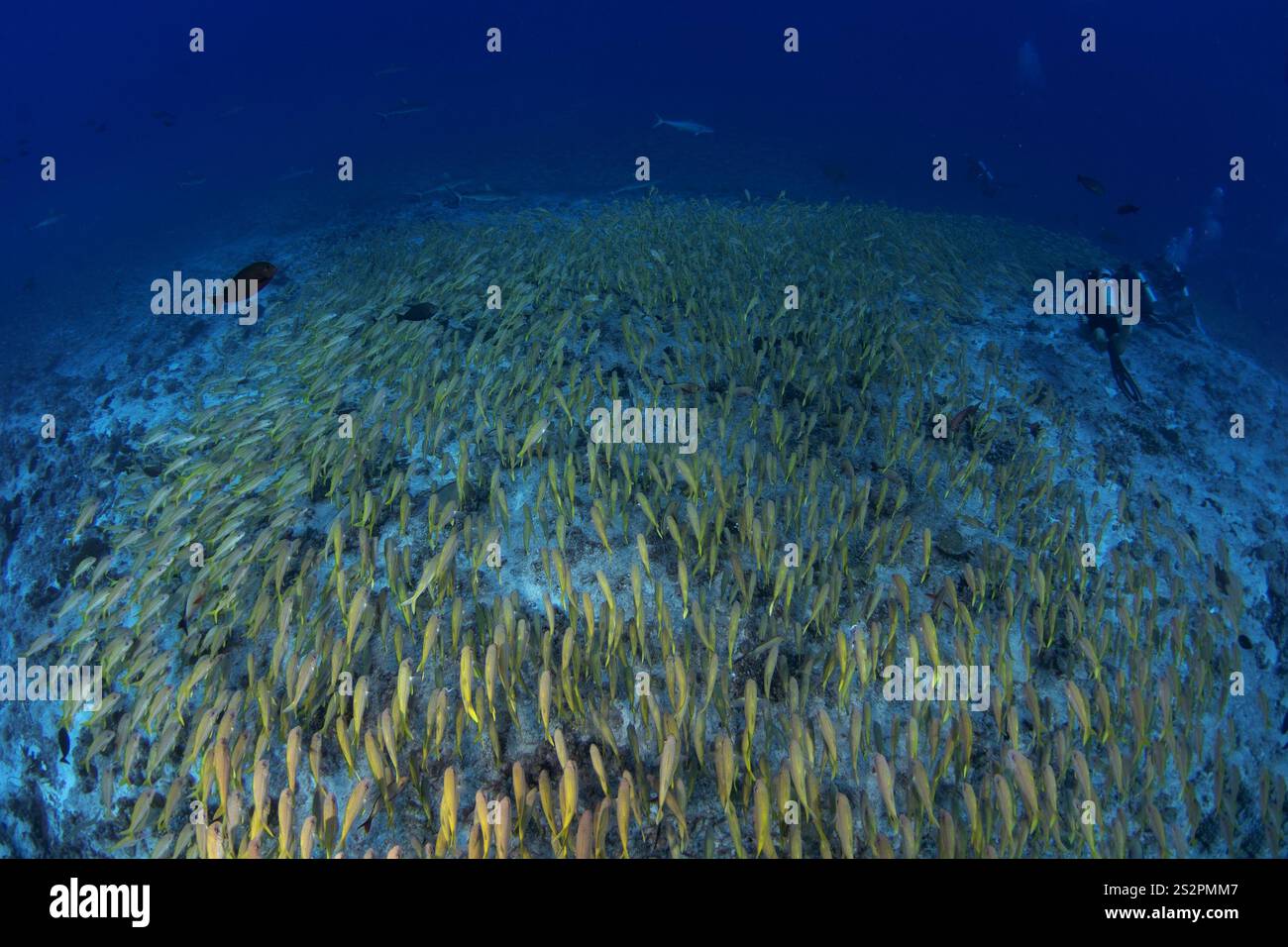Huge school of yellowfin goatfish during dive in Fakarava atoll ...