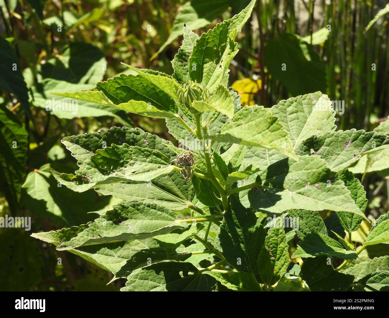 swamp rose mallow (Hibiscus moscheutos Stock Photo - Alamy