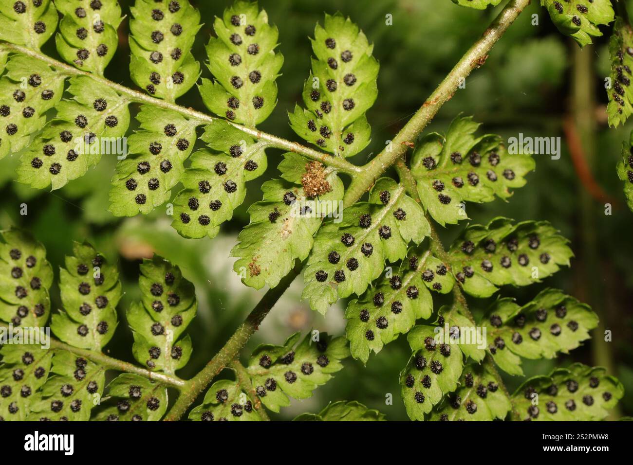 broad buckler-fern (Dryopteris dilatata Stock Photo - Alamy