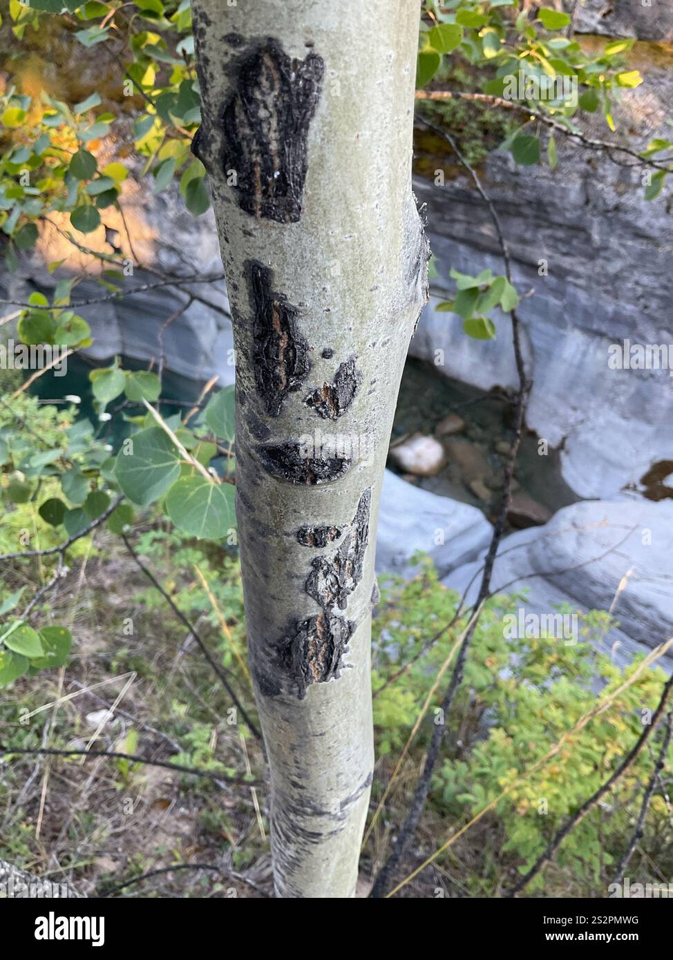 quaking aspen (Populus tremuloides Stock Photo - Alamy