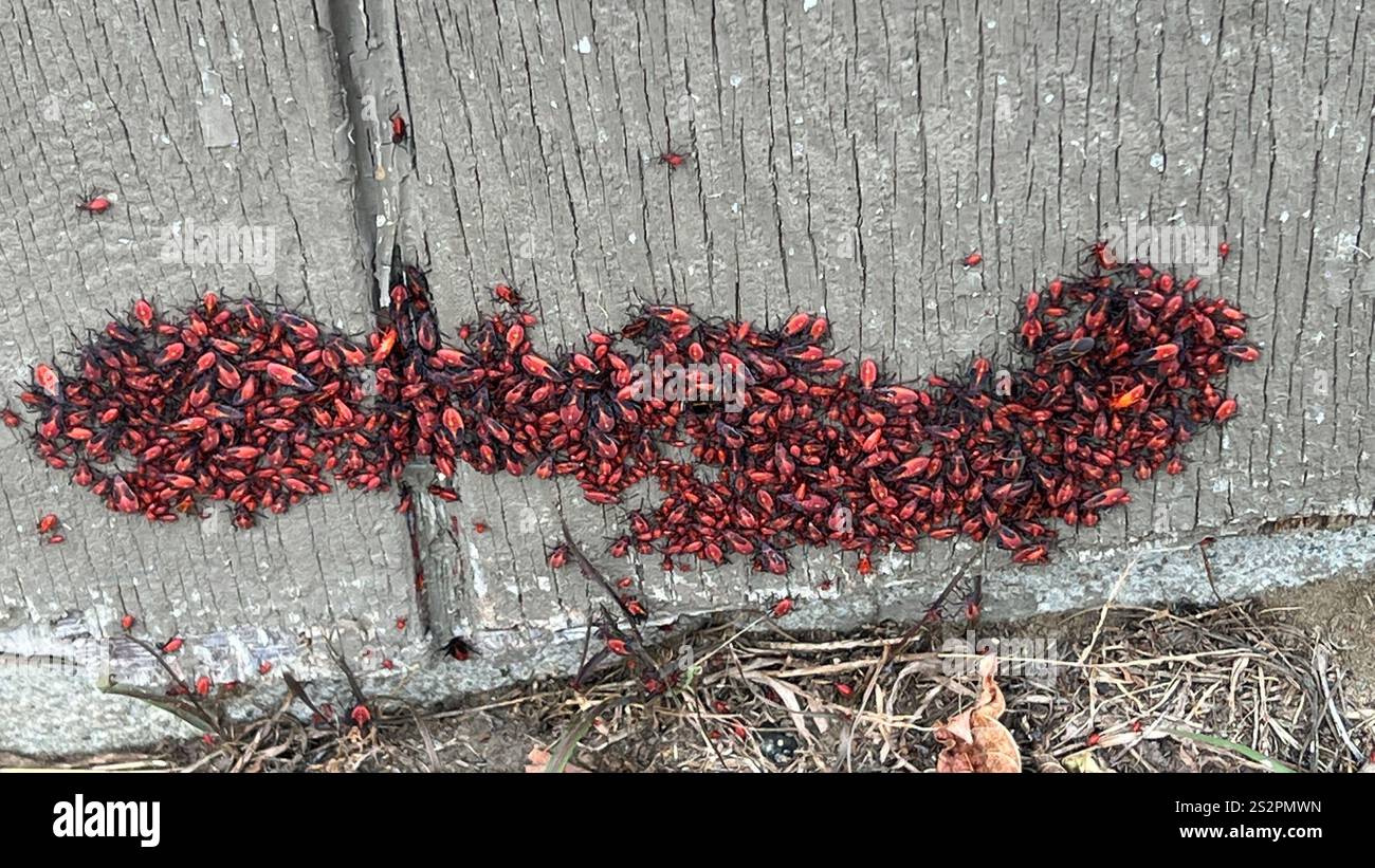 Eastern Boxelder Bug (Boisea trivittata Stock Photo - Alamy