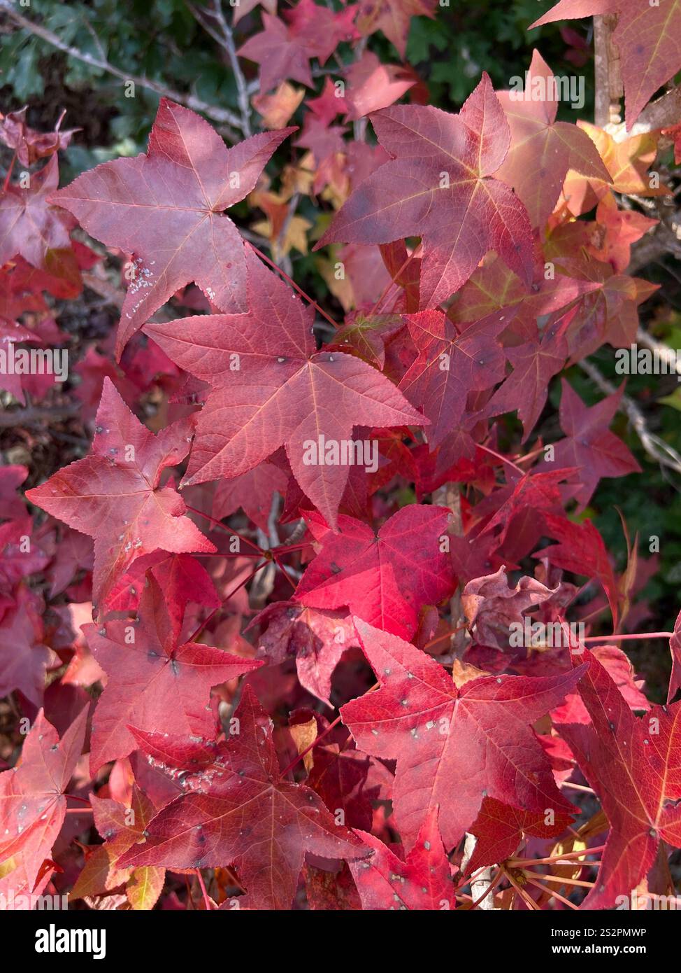 American sweetgum (Liquidambar styraciflua Stock Photo - Alamy