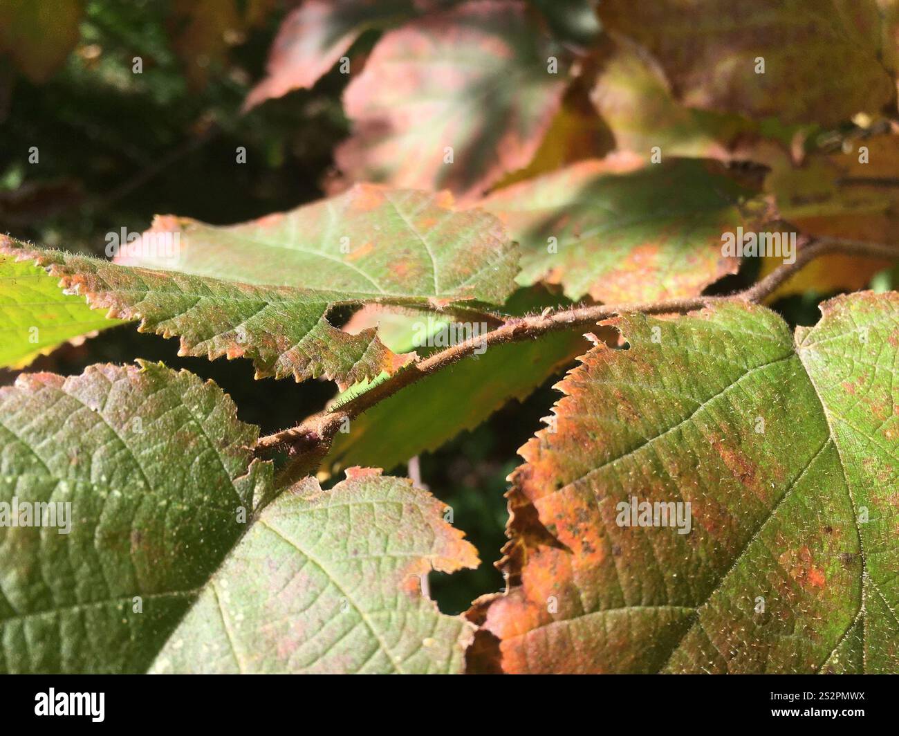American hazelnut (Corylus americana Stock Photo - Alamy