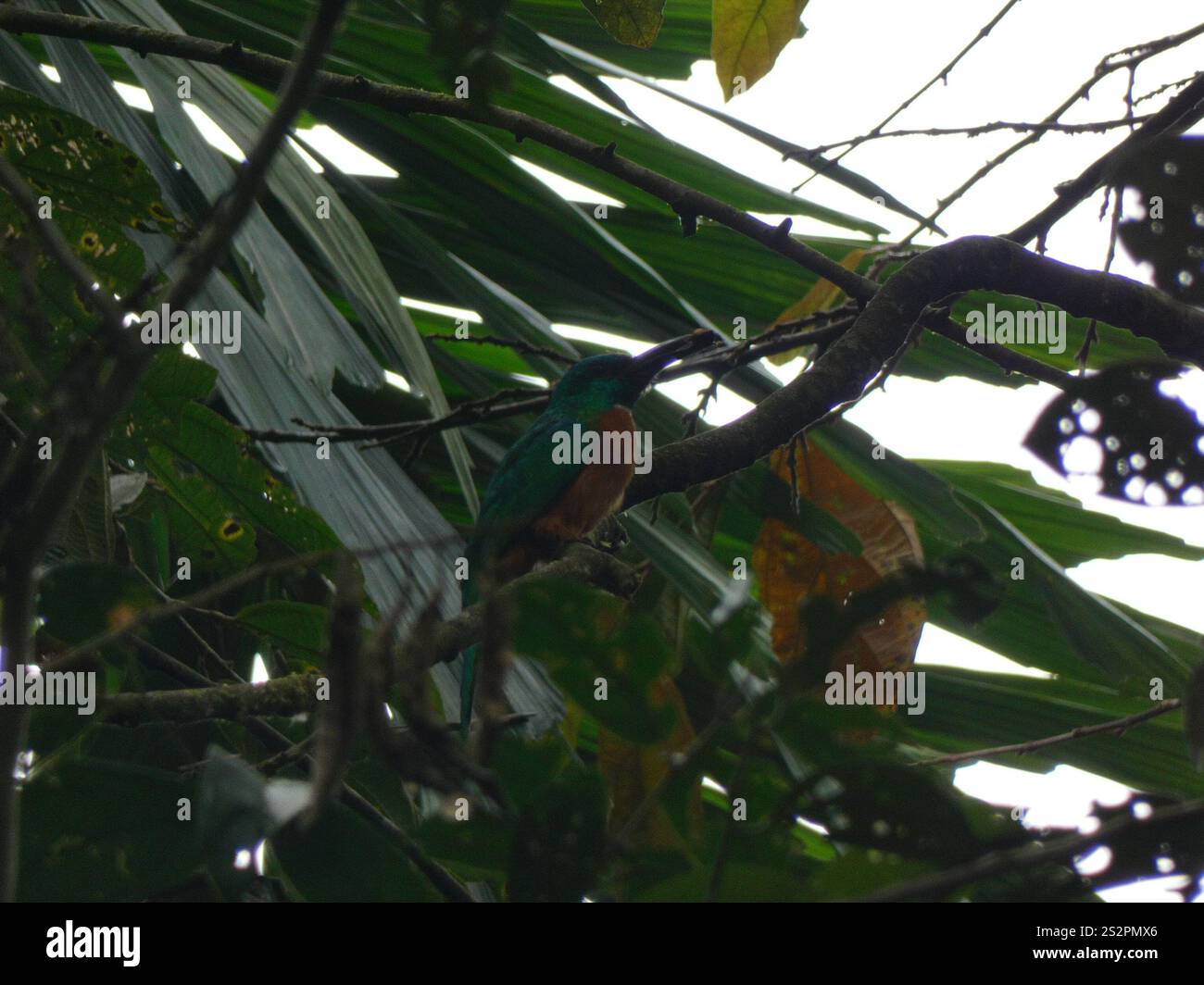 Great Jacamar (Jacamerops aureus Stock Photo - Alamy