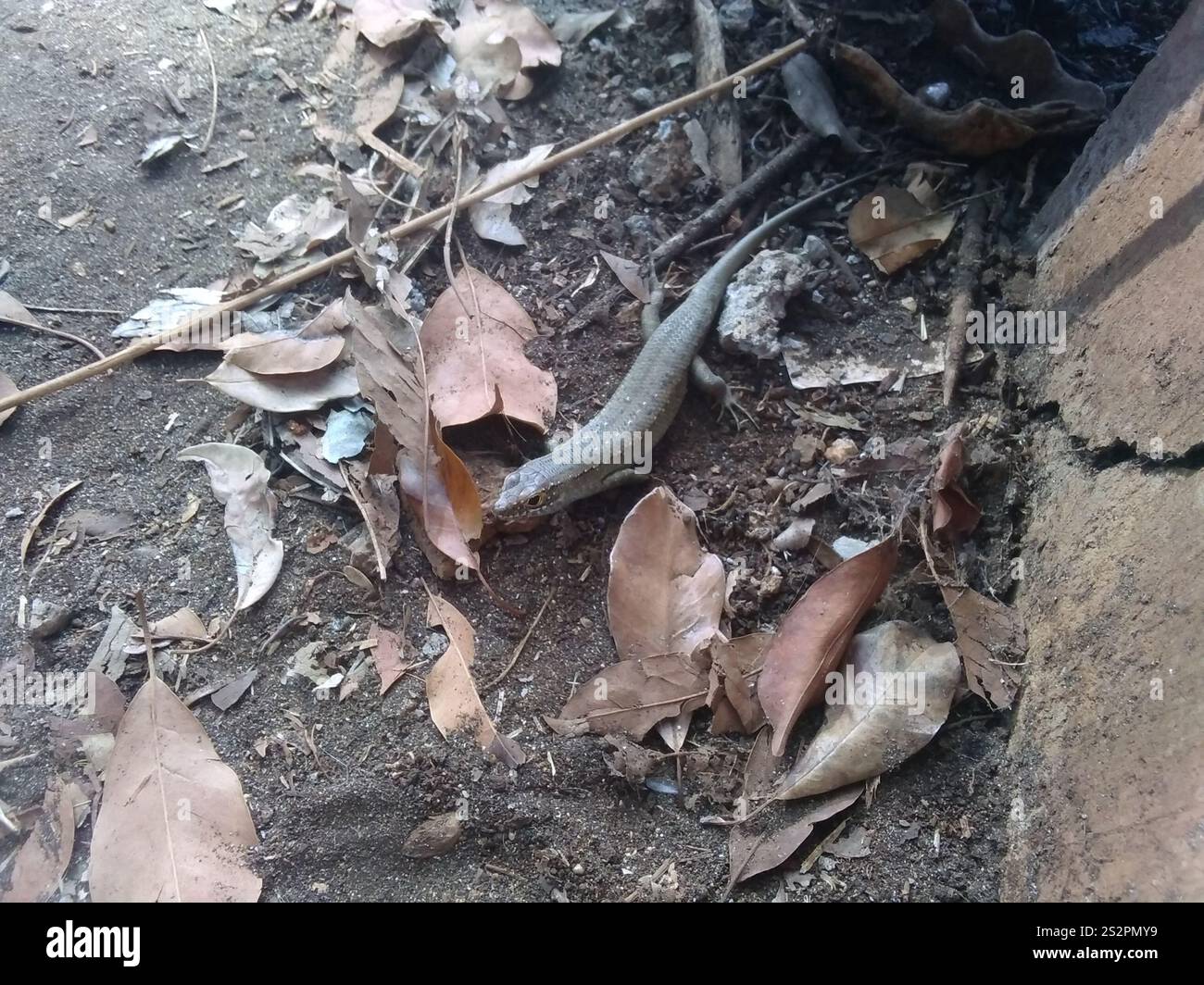 Comoro Island Skink (Trachylepis comorensis Stock Photo - Alamy