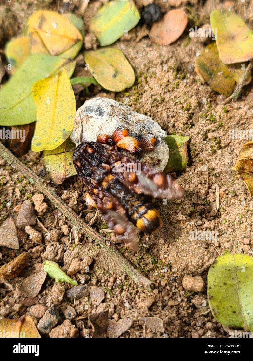 Monkey Slug Moth (Phobetron hipparchia Stock Photo - Alamy