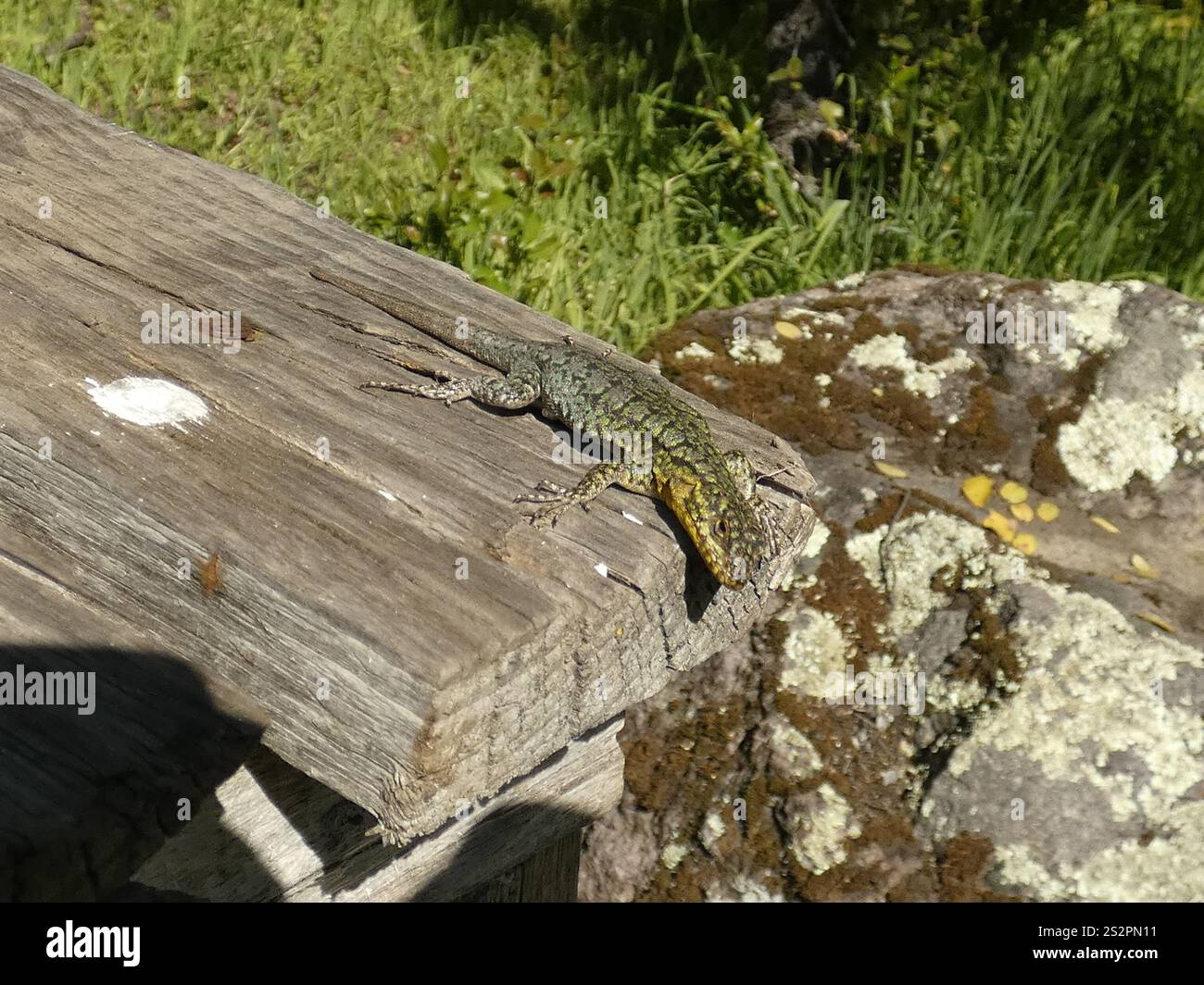 Blue-Green Smooth-throated Lizard (Liolaemus tenuis Stock Photo - Alamy
