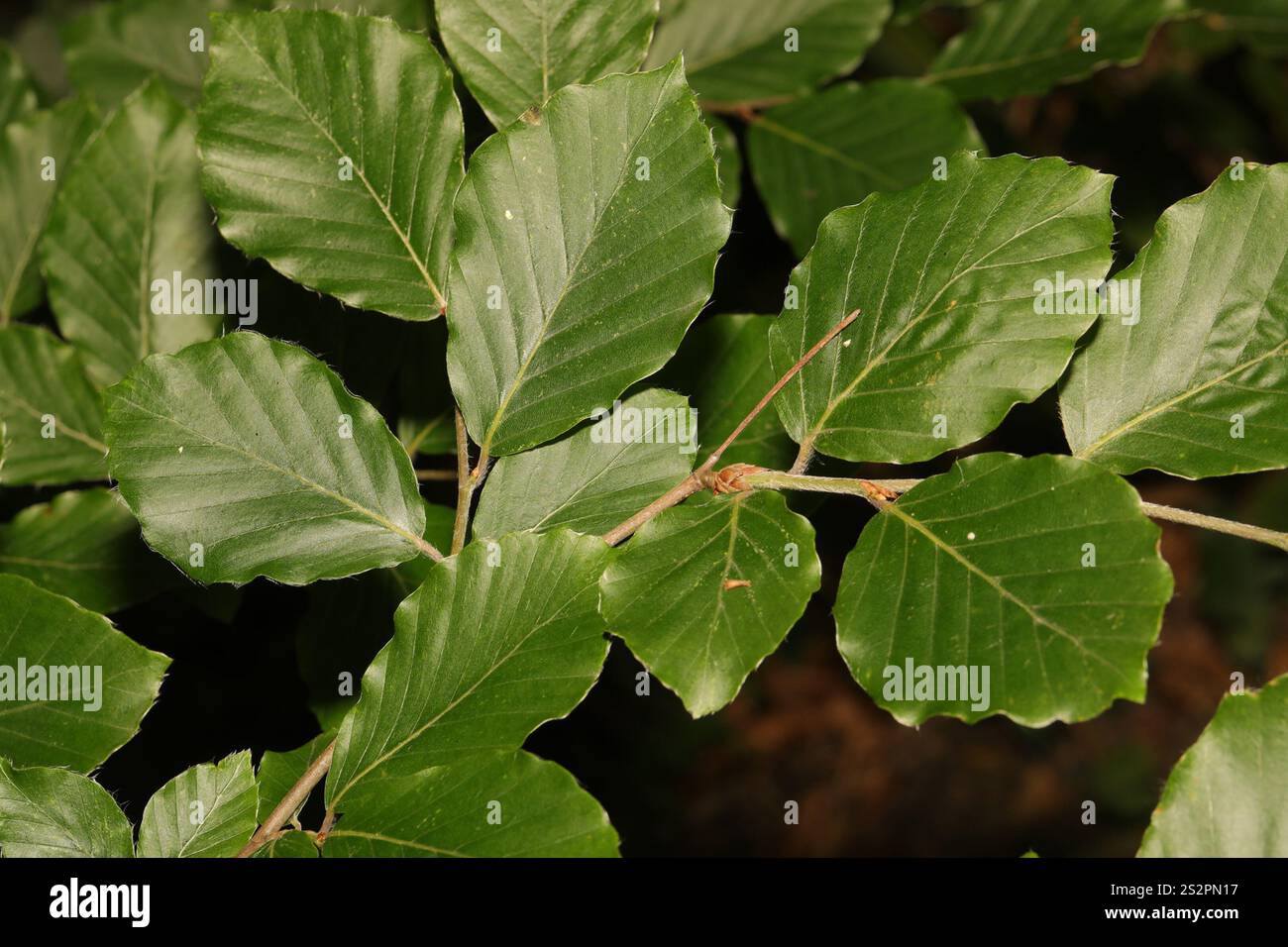 European beech (Fagus sylvatica Stock Photo - Alamy