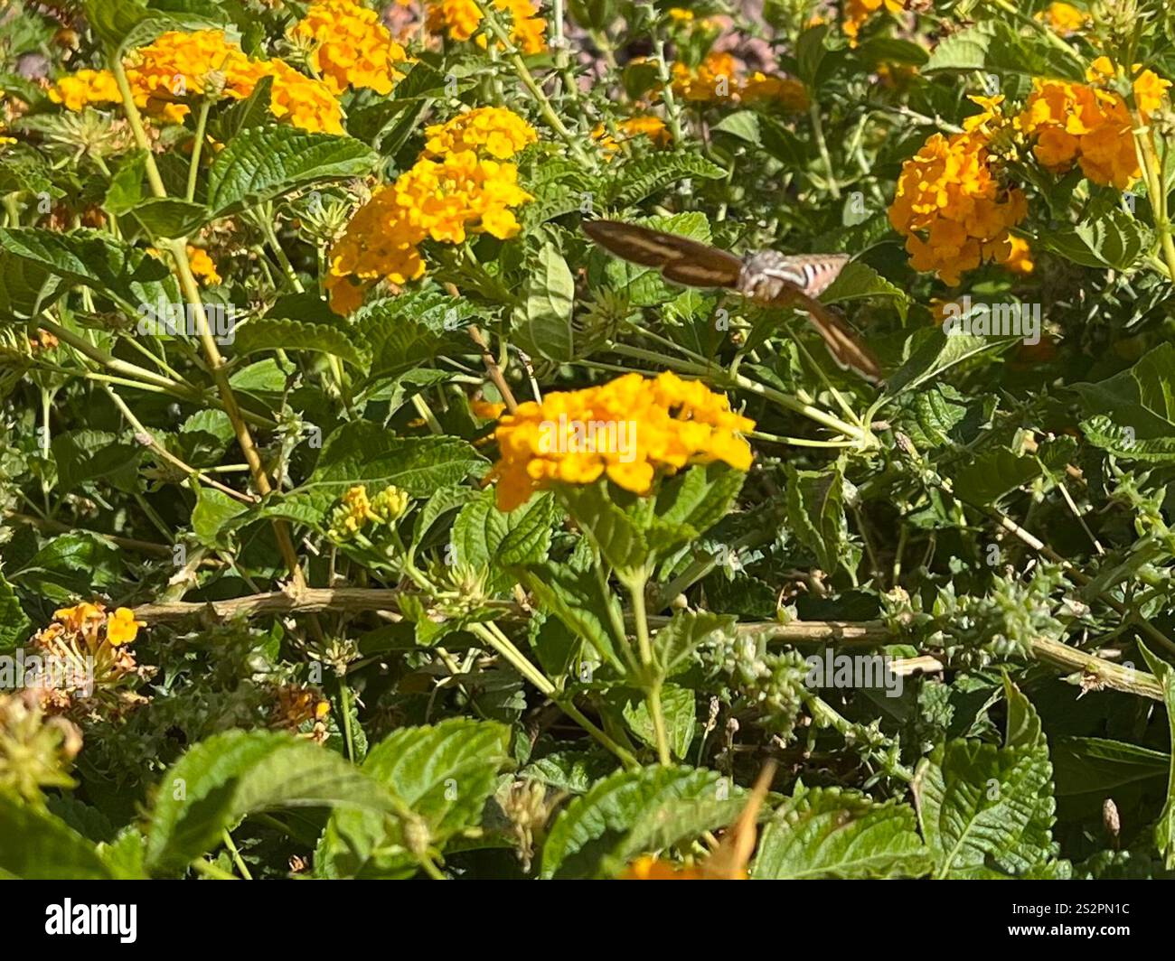 White-lined Sphinx (Hyles lineata Stock Photo - Alamy
