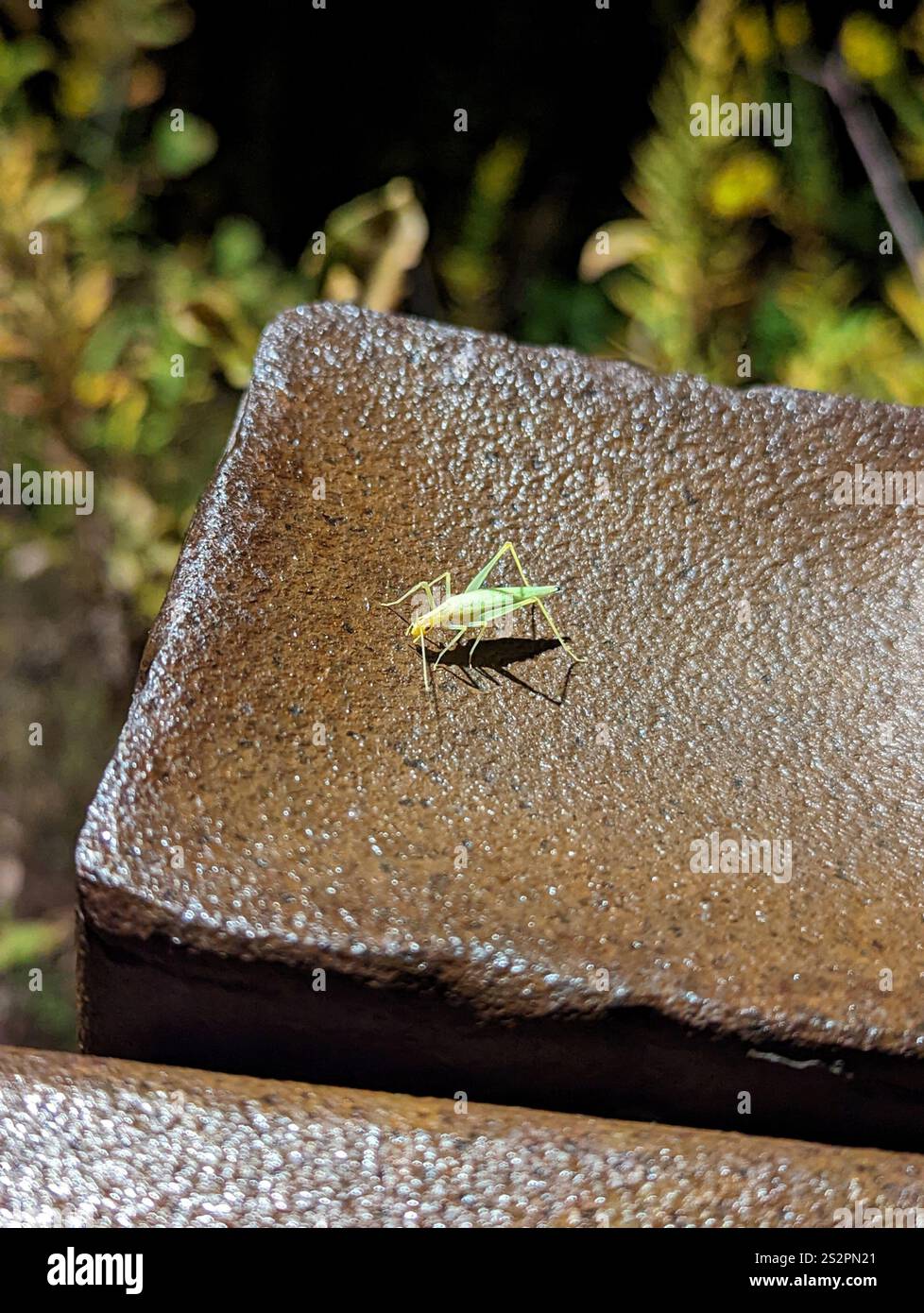 Common Tree Crickets (Oecanthus Stock Photo - Alamy