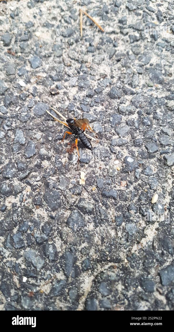 Black Slip Wasp (Pimpla rufipes Stock Photo - Alamy