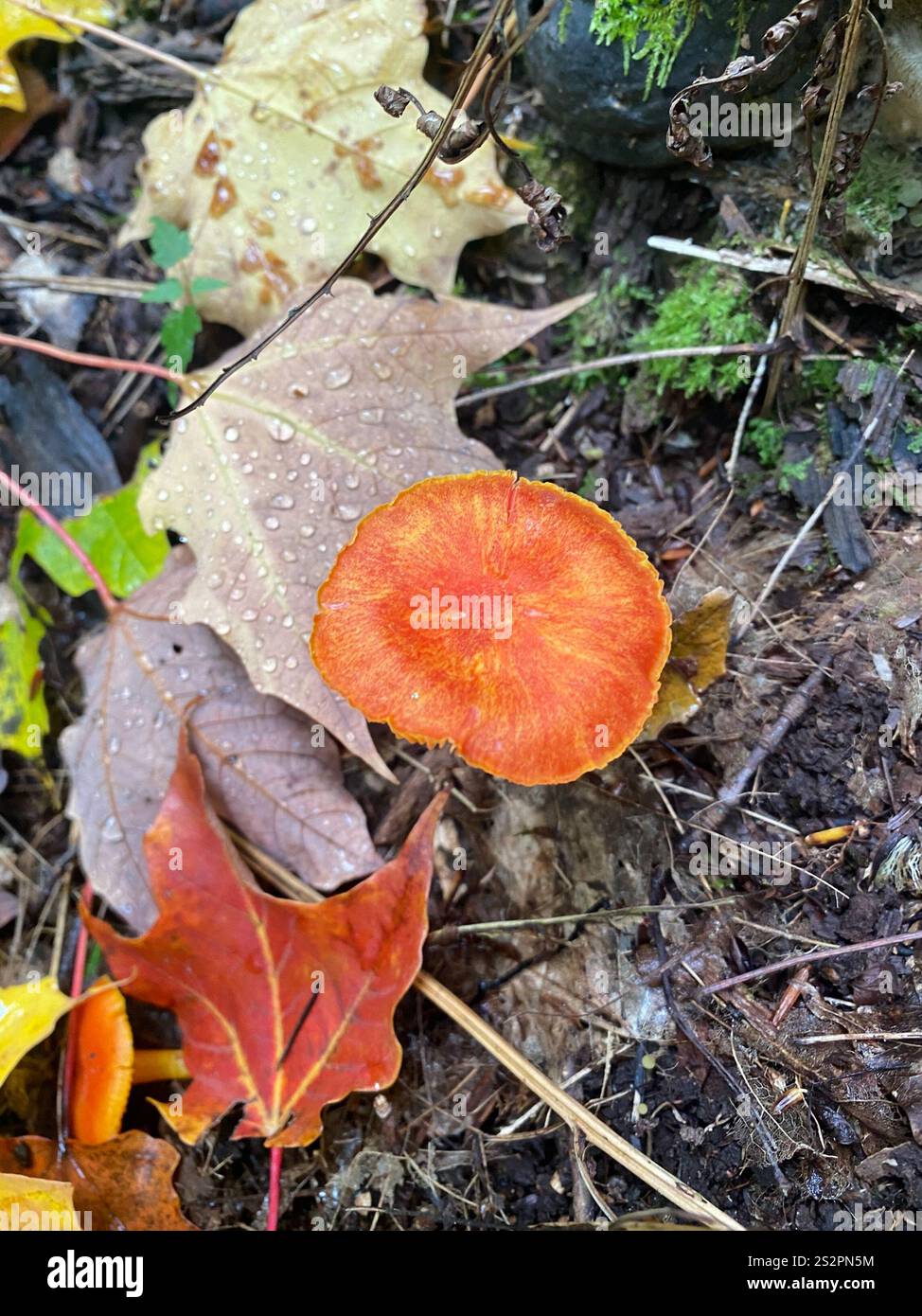Scarlet Waxy Cap (Hygrocybe coccinea Stock Photo - Alamy