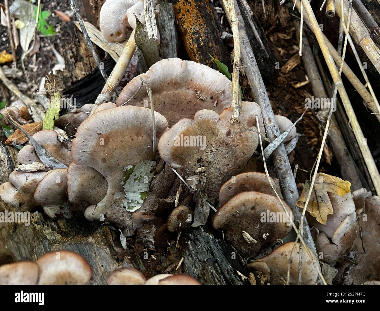 bear lentinus (Lentinellus ursinus Stock Photo - Alamy
