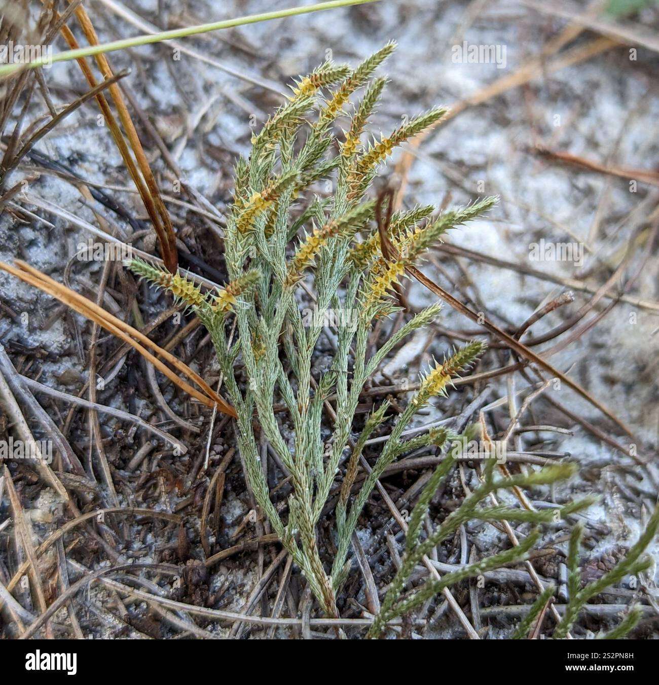 Sand Spikemoss (Selaginella arenicola Stock Photo - Alamy