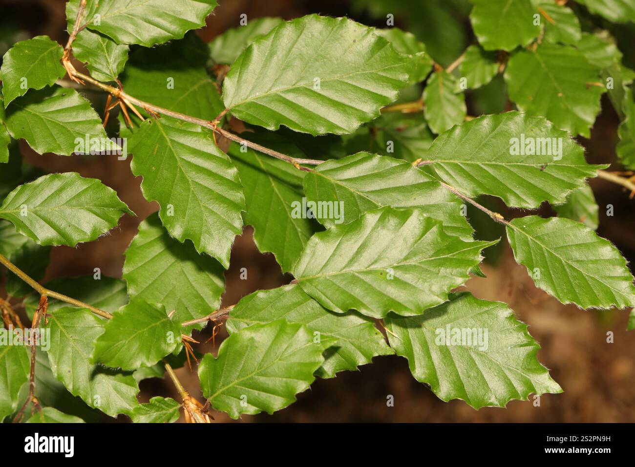 European beech (Fagus sylvatica Stock Photo - Alamy