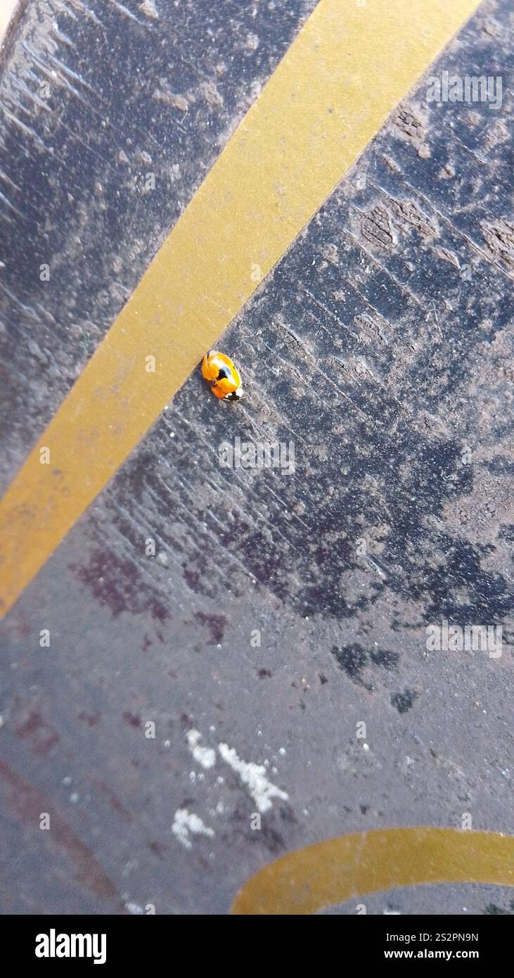 Two-spotted Lady Beetle (Adalia bipunctata Stock Photo - Alamy