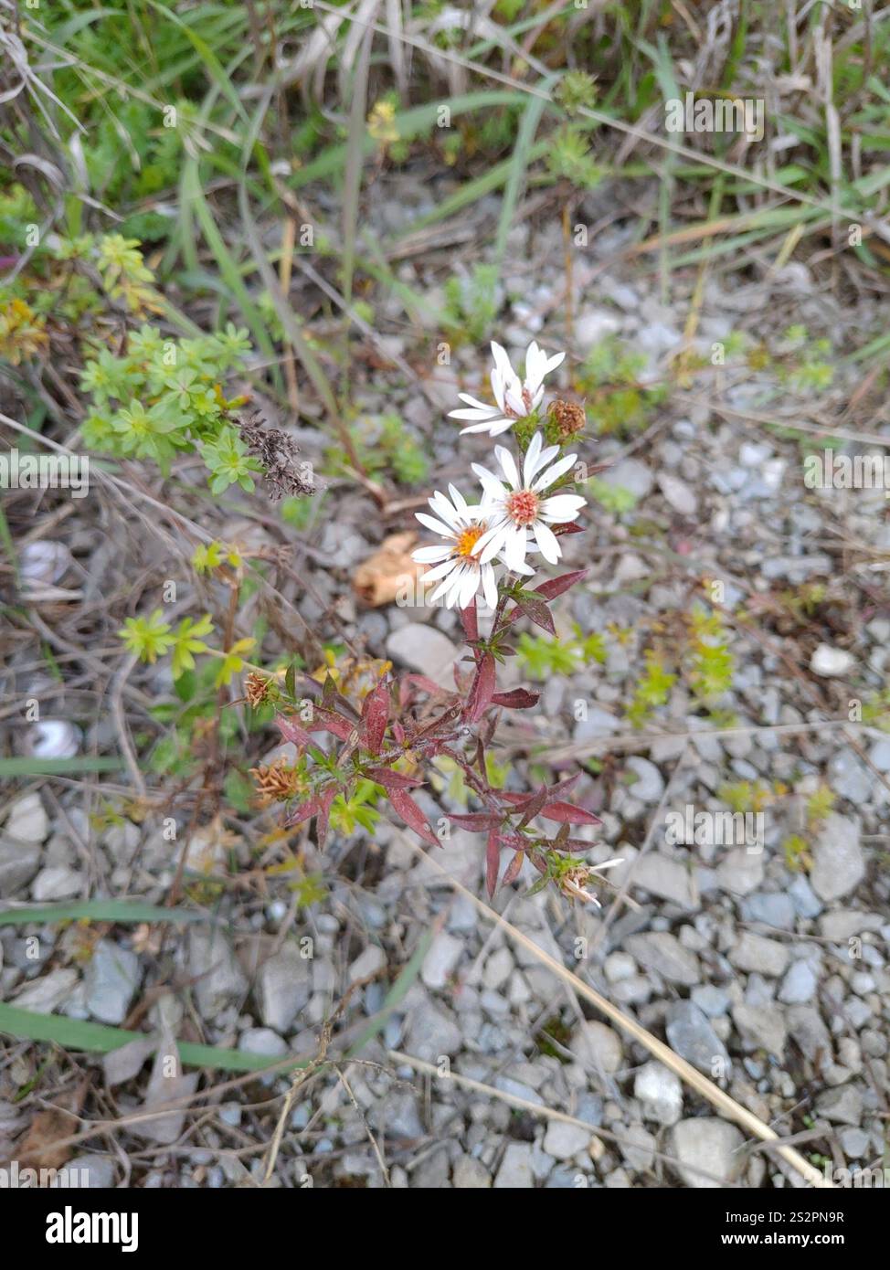 Frost Aster (Symphyotrichum pilosum pilosum Stock Photo - Alamy