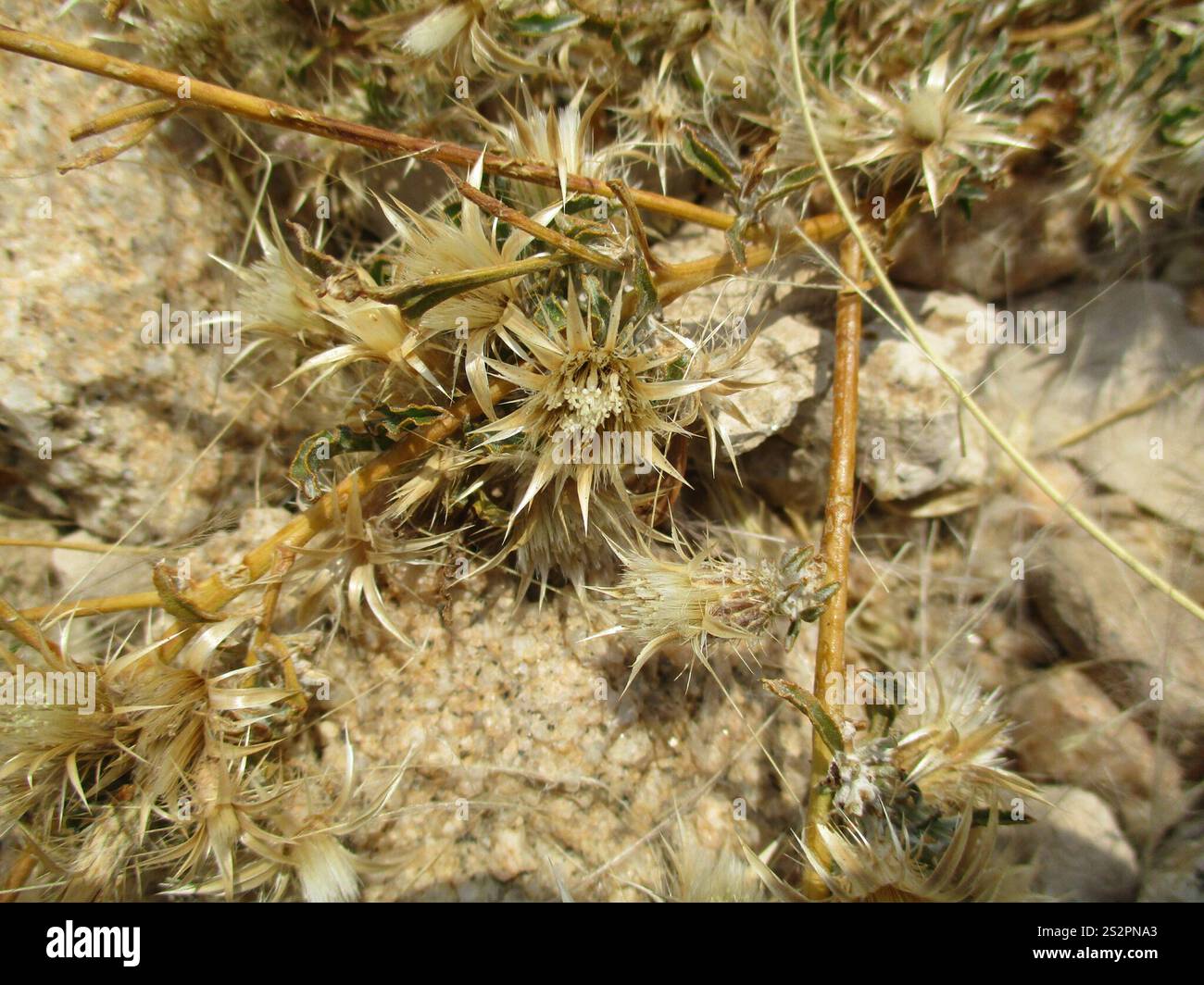 Common Karmedik (Dicoma capensis Stock Photo - Alamy