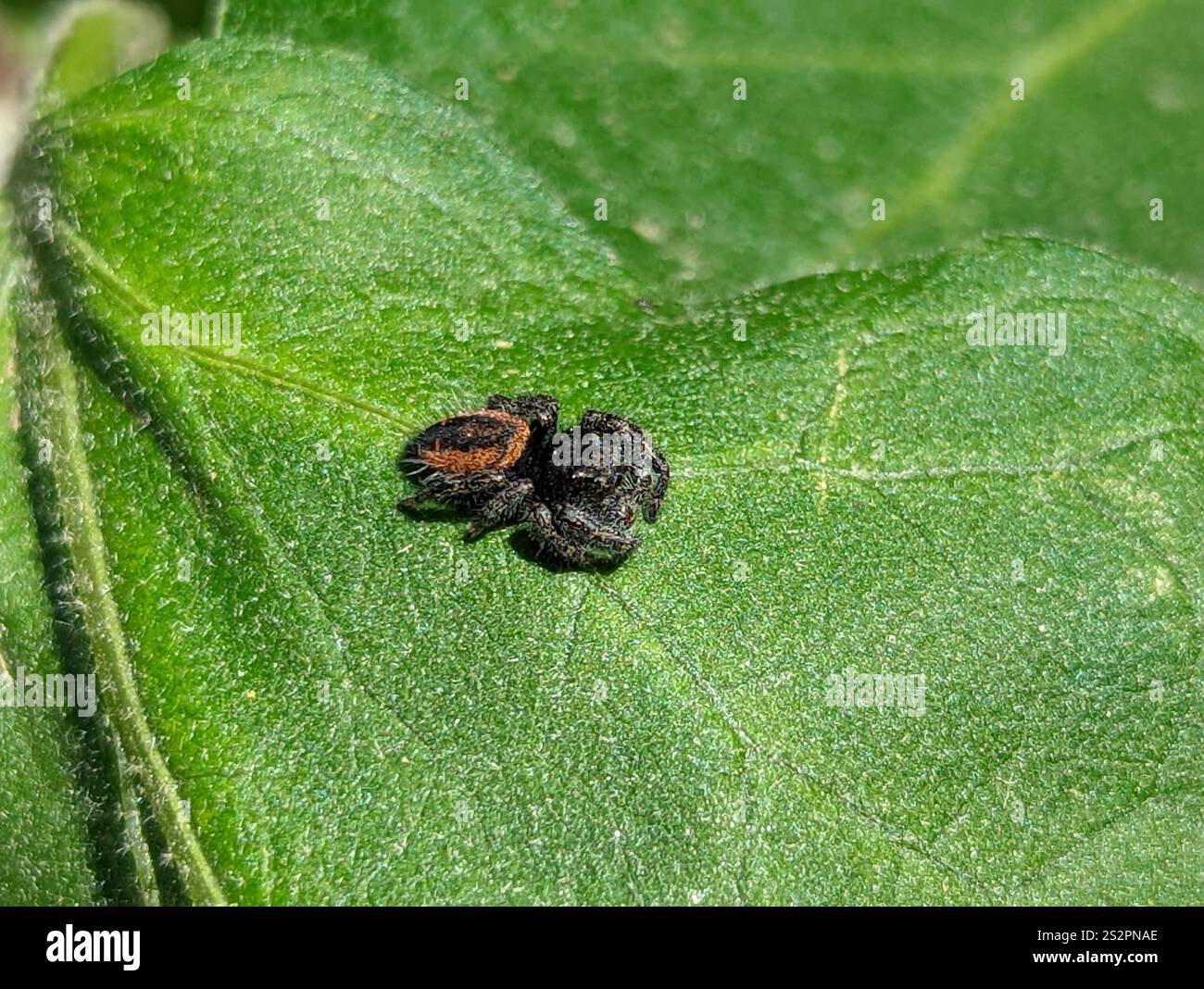 Johnson's Jumping Spider (Phidippus johnsoni Stock Photo - Alamy