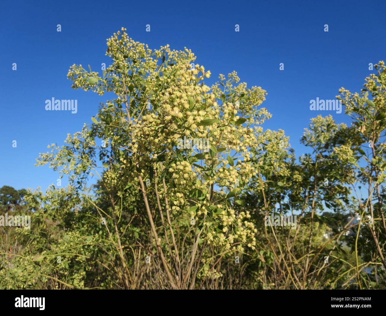 groundsel tree (Baccharis halimifolia Stock Photo - Alamy