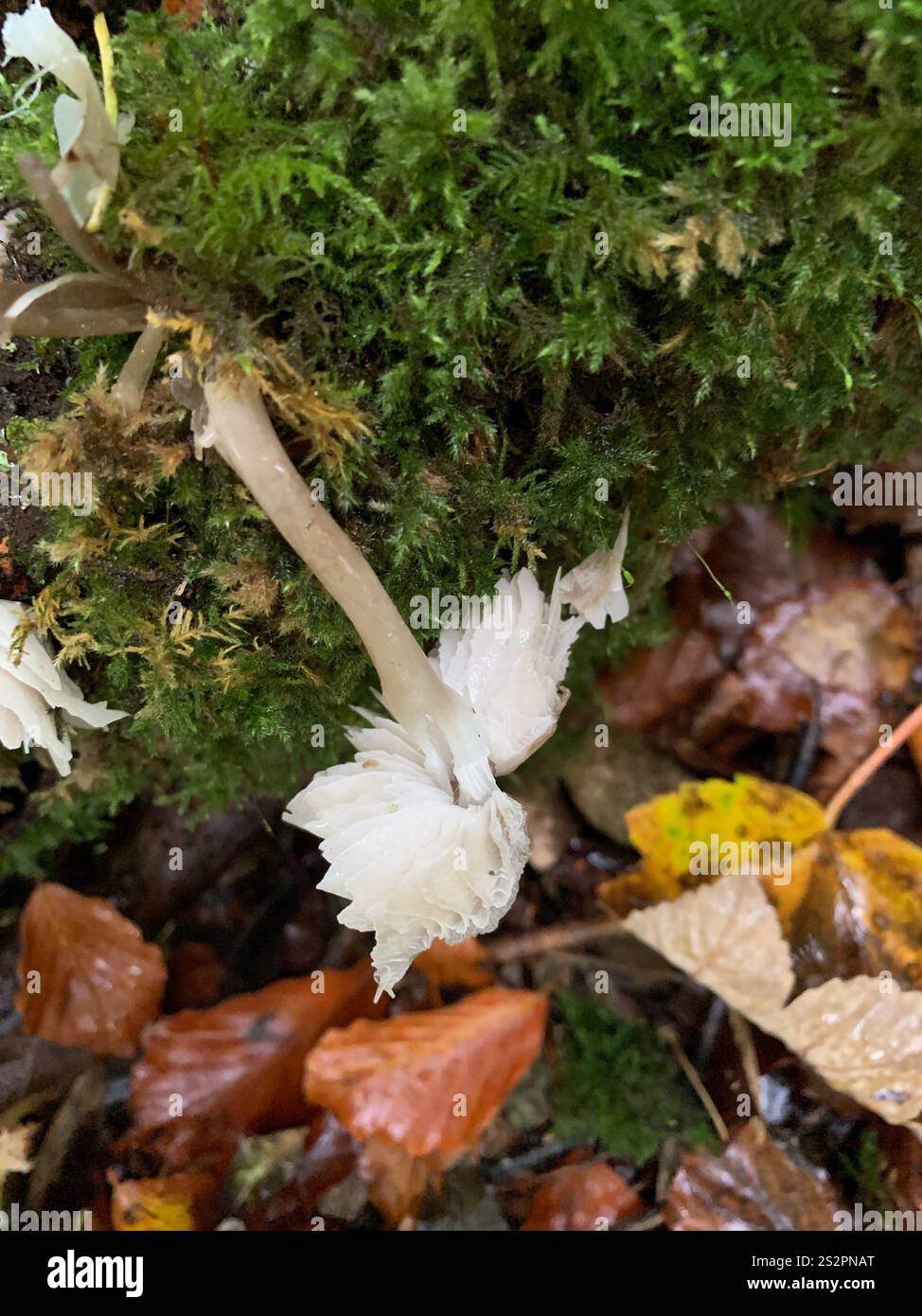 Fragrant Funnel (Clitocybe fragrans Stock Photo - Alamy