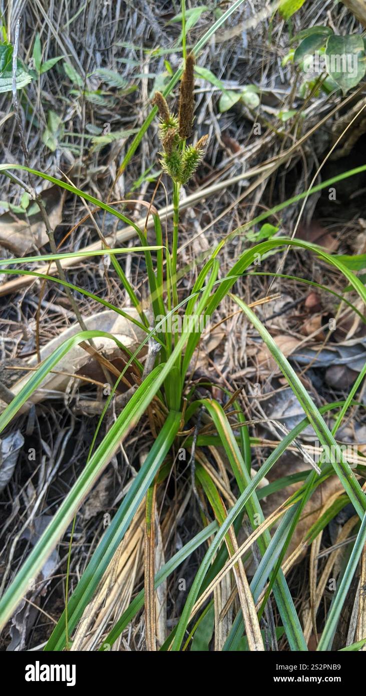 Oahu Sedge (Carex wahuensis Stock Photo - Alamy