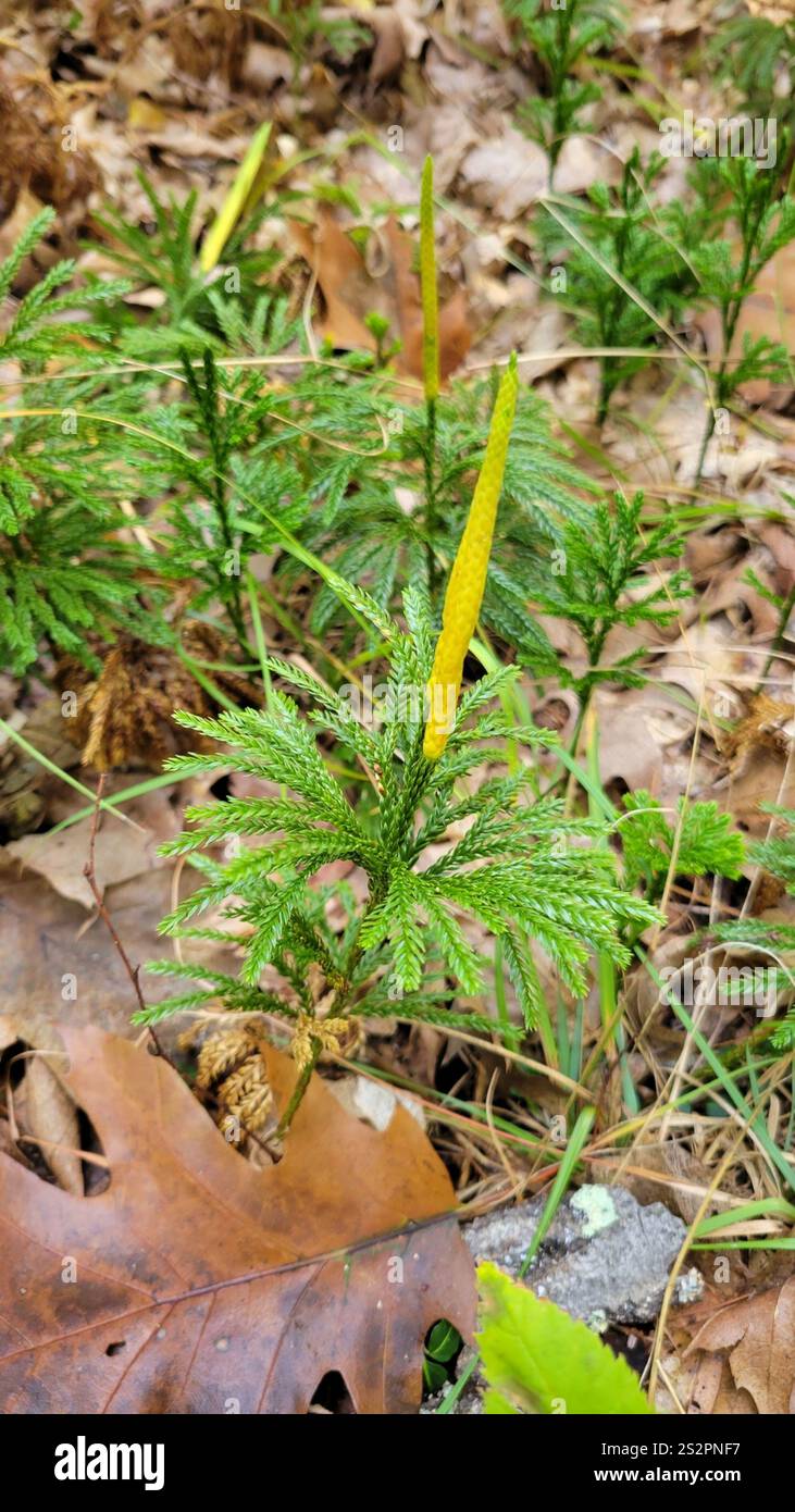 flat-branched tree-clubmoss (Dendrolycopodium obscurum Stock Photo - Alamy