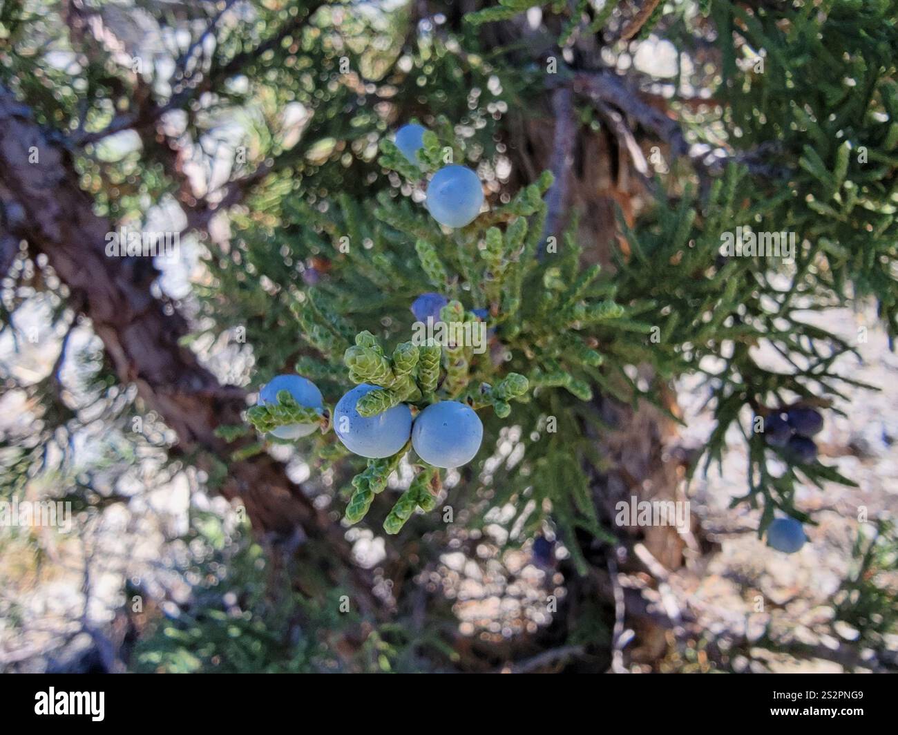 Sierra juniper (Juniperus grandis Stock Photo - Alamy