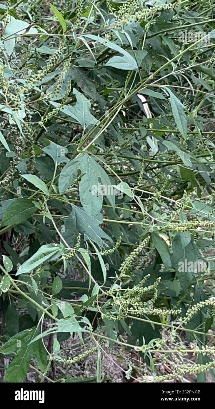 giant ragweed (Ambrosia trifida Stock Photo - Alamy