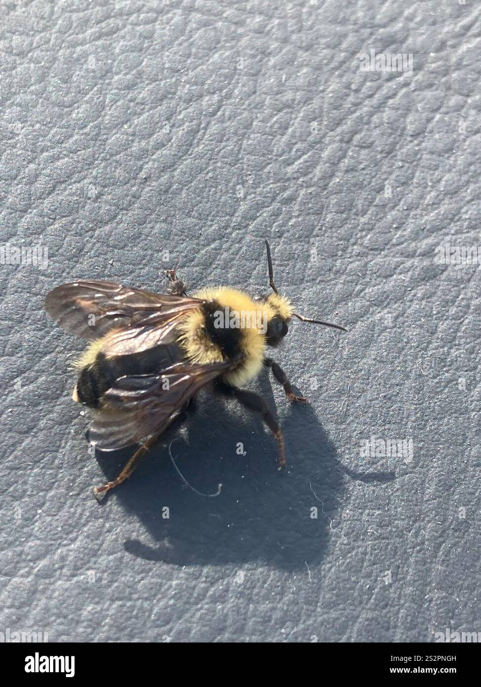 Indiscriminate Cuckoo Bumble Bee (Bombus insularis Stock Photo - Alamy