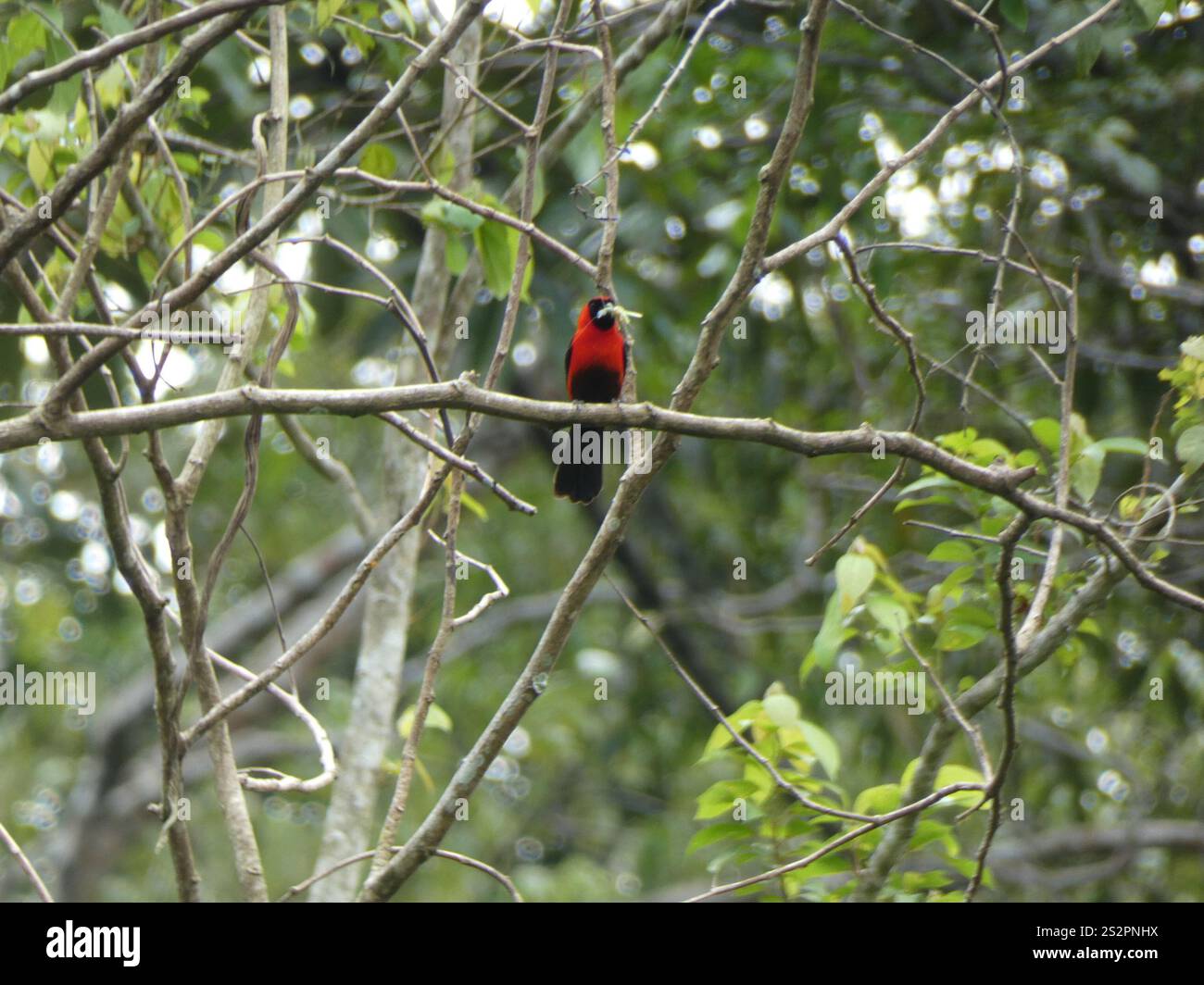 Masked Crimson Tanager (Ramphocelus nigrogularis Stock Photo - Alamy