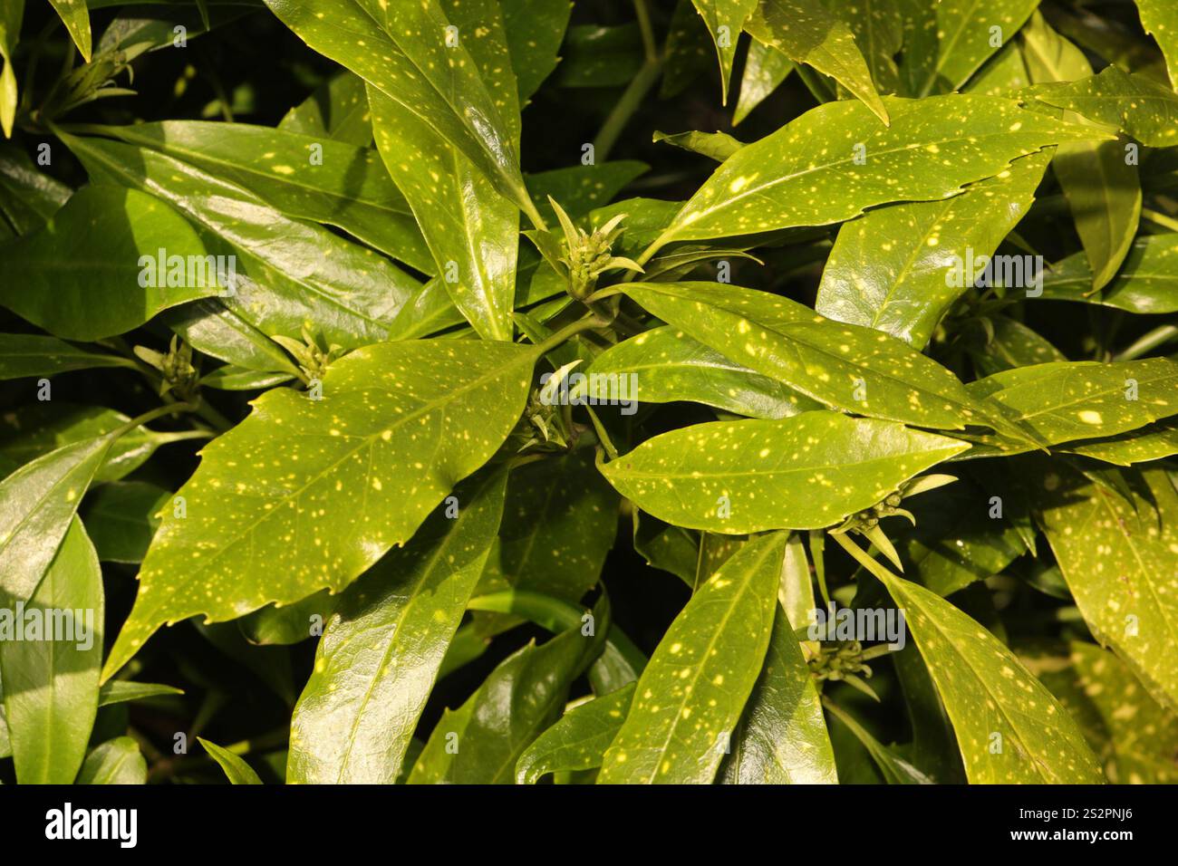 Japanese aucuba (Aucuba japonica Stock Photo - Alamy