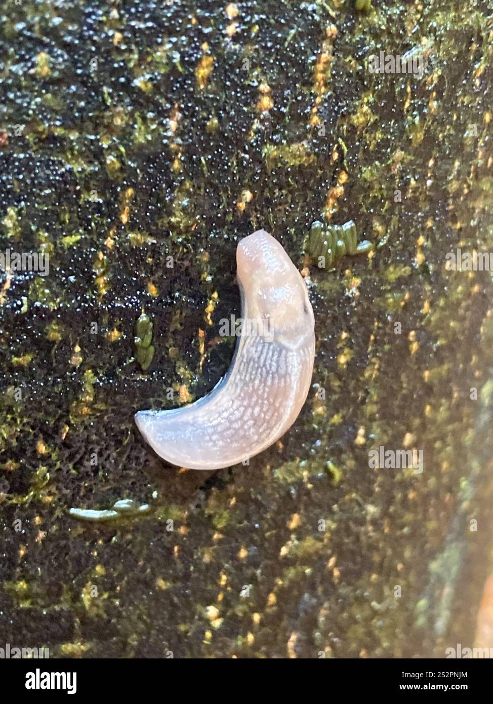Tree slug (Lehmannia marginata Stock Photo - Alamy