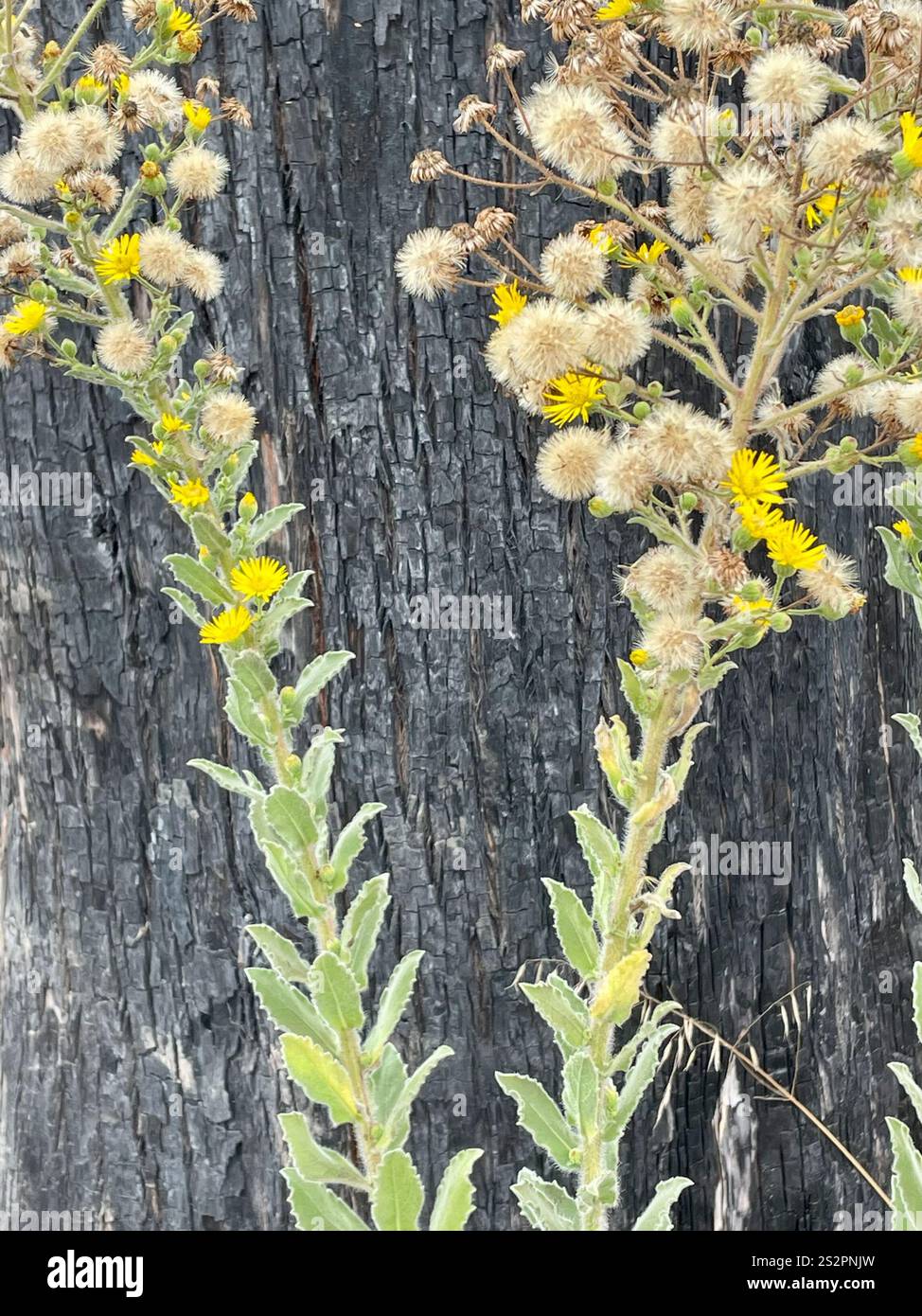 Telegraphweed (Heterotheca grandiflora Stock Photo - Alamy