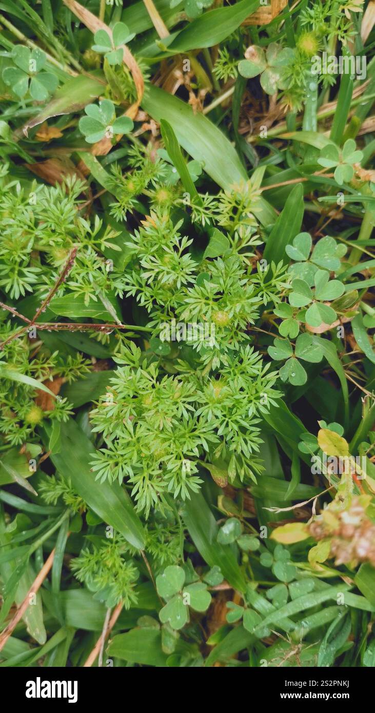 common soliva (Soliva sessilis Stock Photo - Alamy