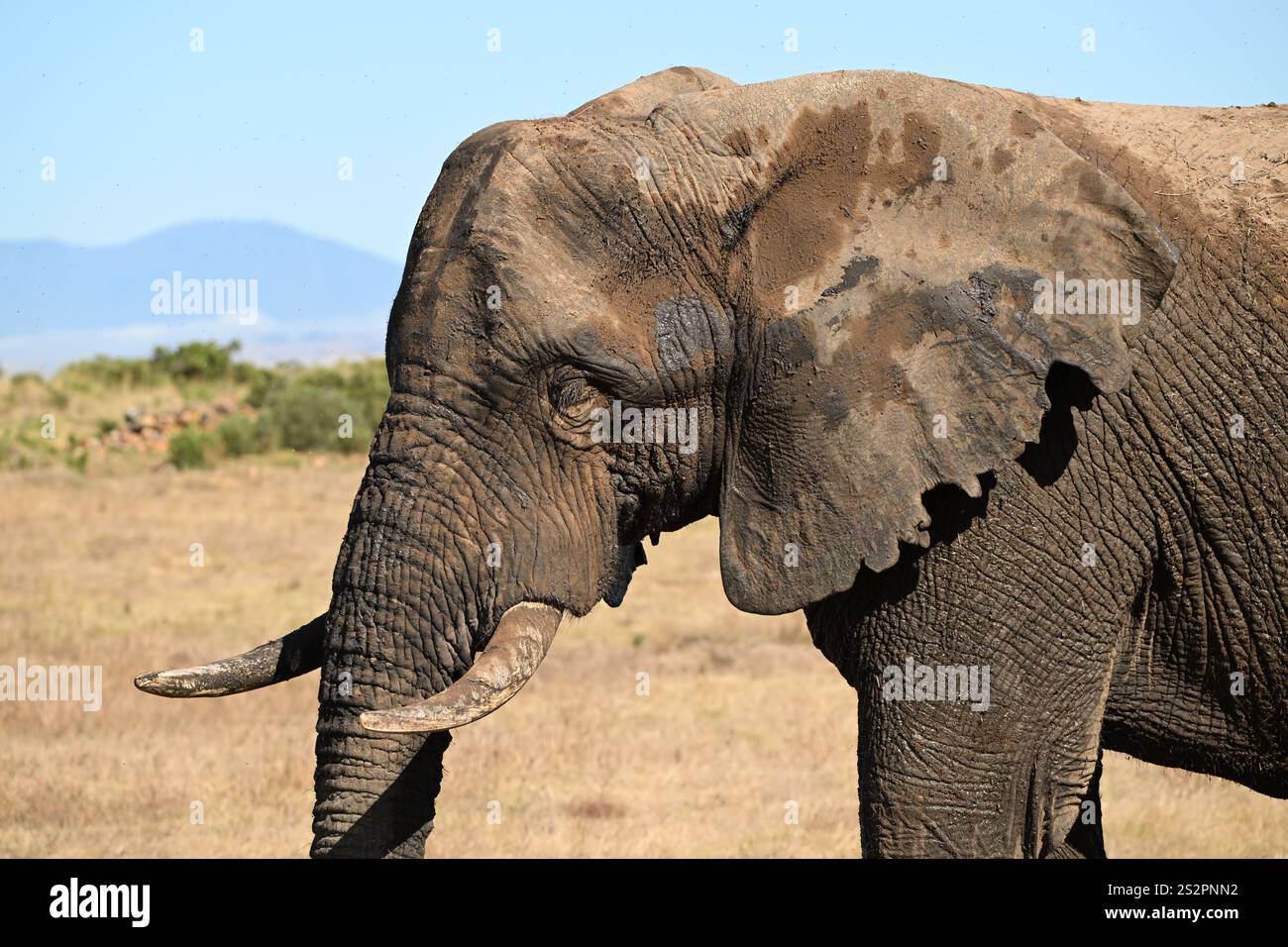 Elephant in the Wild Africa Stock Photo - Alamy