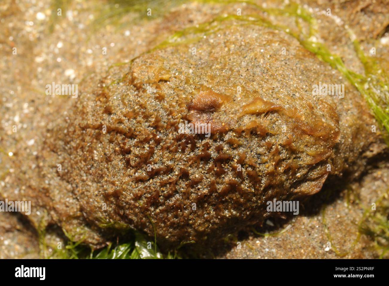 Sand binder hi-res stock photography and images - Alamy